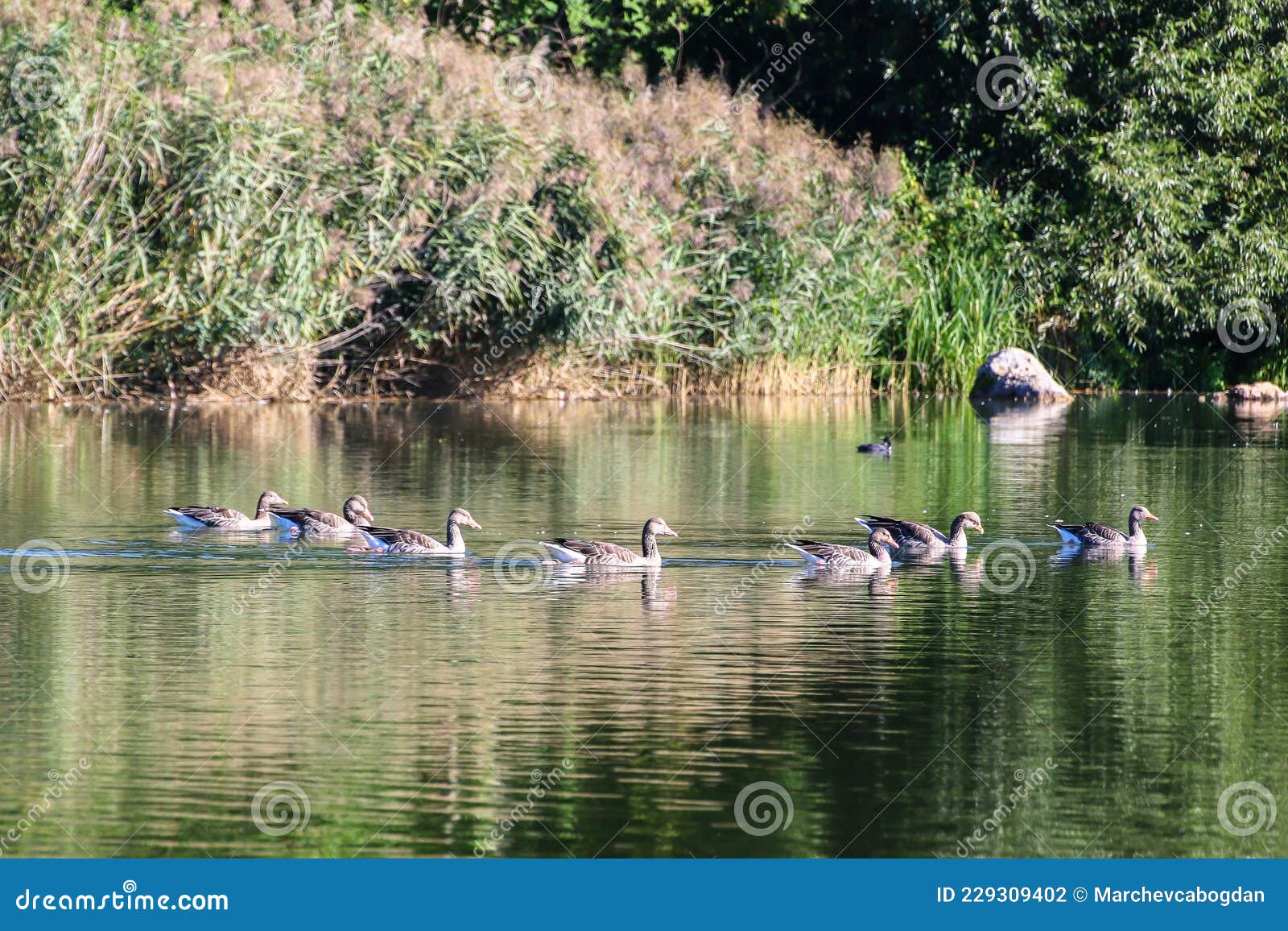 Wild Ducks on the Lake Near Danube River in Germany Stock Photo - Image ...