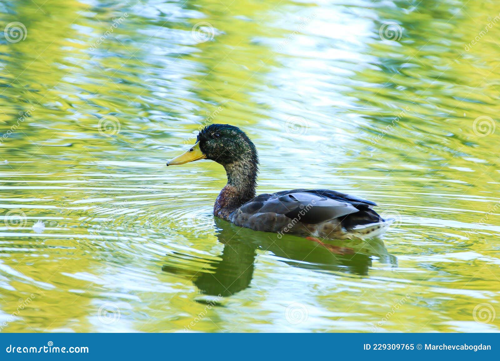 Wild Ducks on the Lake Near Danube River in Germany Stock Image - Image ...