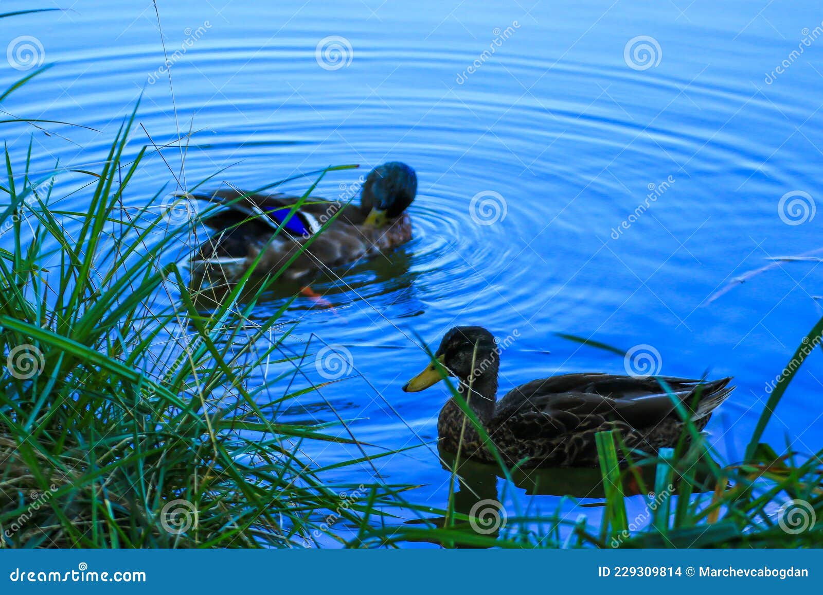 Wild Ducks on the Lake Near Danube River in Germany Stock Photo - Image ...