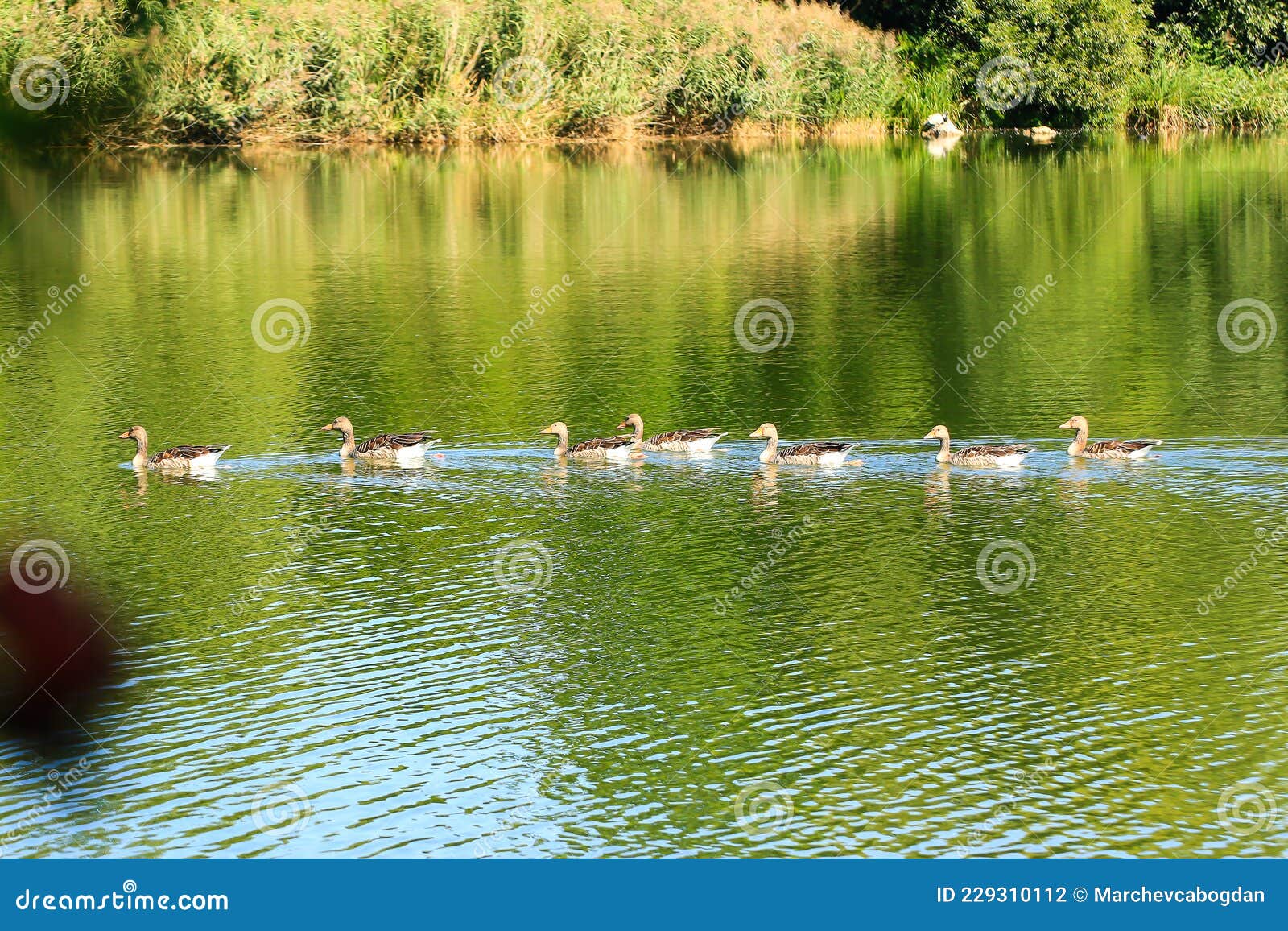 Wild Ducks on the Lake Near Danube River in Germany Stock Photo - Image ...