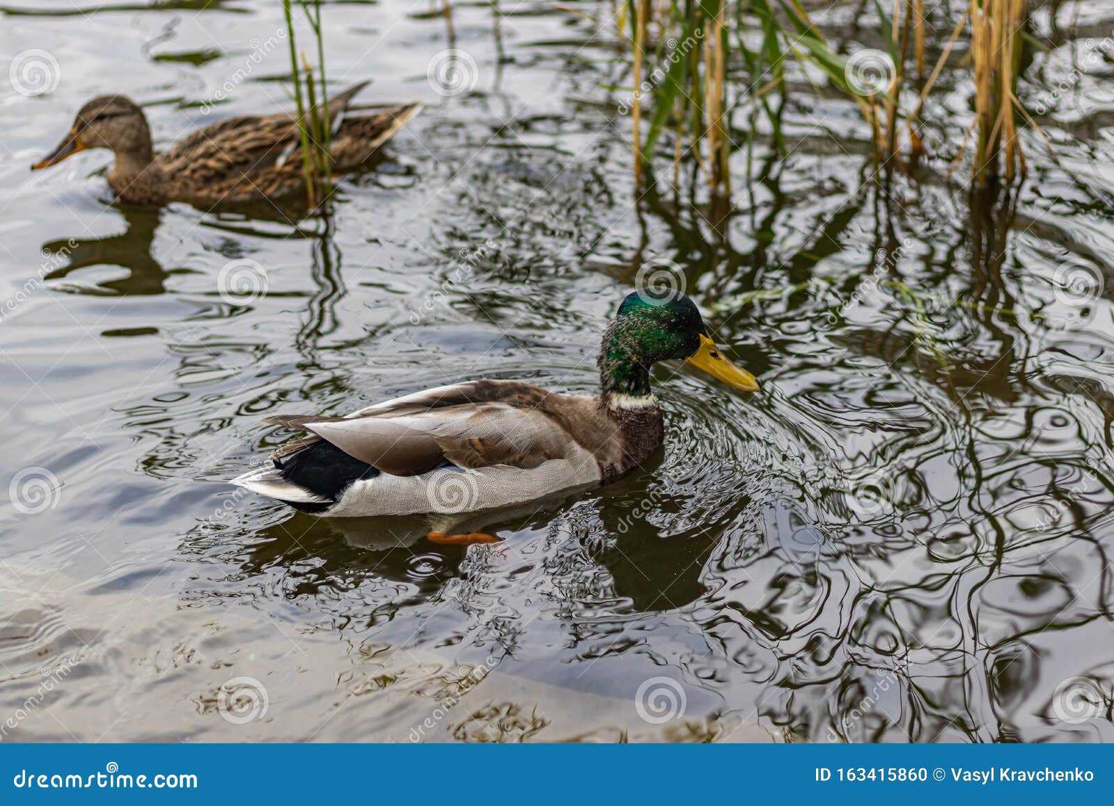 Wild Ducks on lake water stock photo. Image of eastern - 163415860