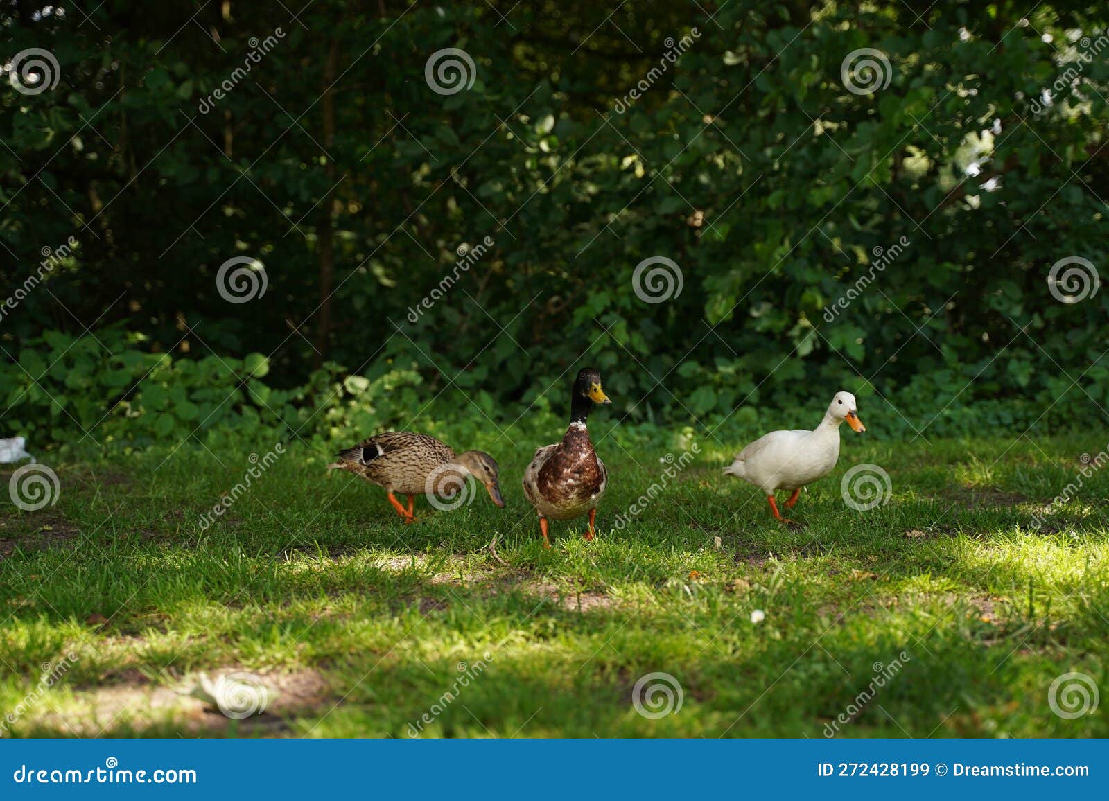 Wild Ducks on the Lawn, Spring Landscape Stock Image - Image of female ...