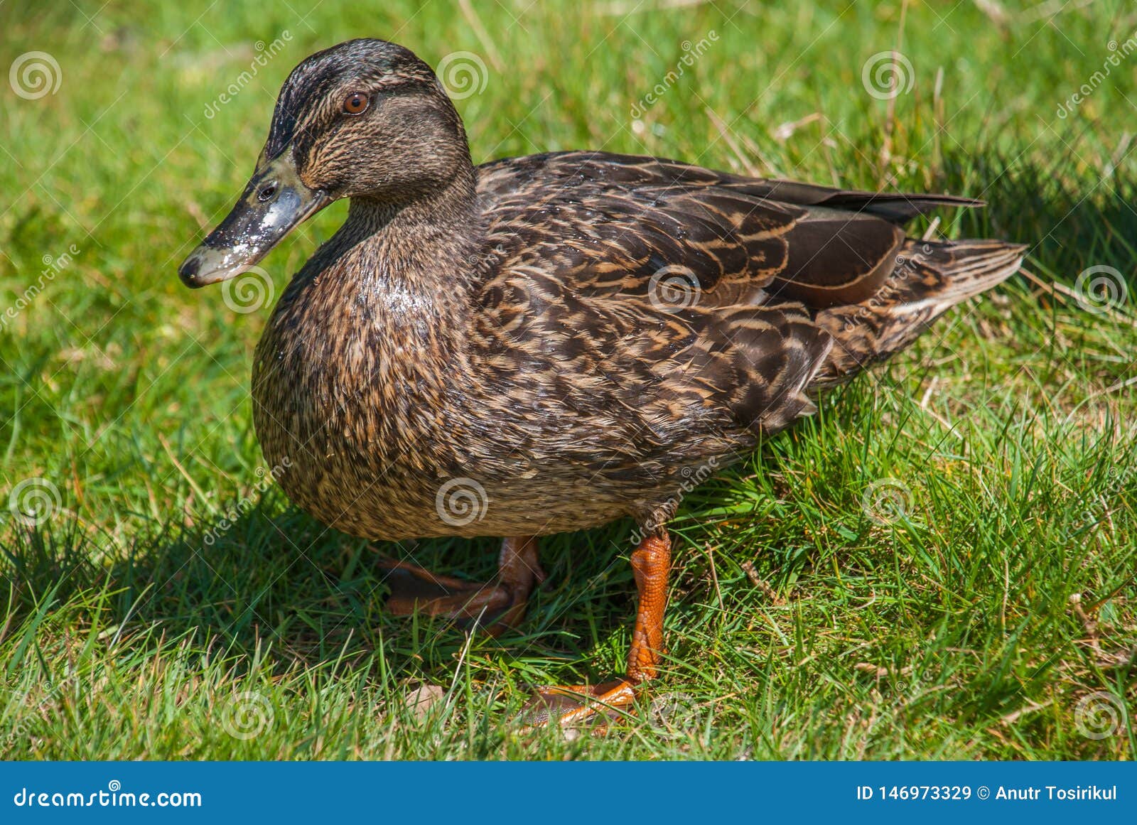 Wild Ducks on the Lawn, Spring Landscape Stock Image - Image of park ...
