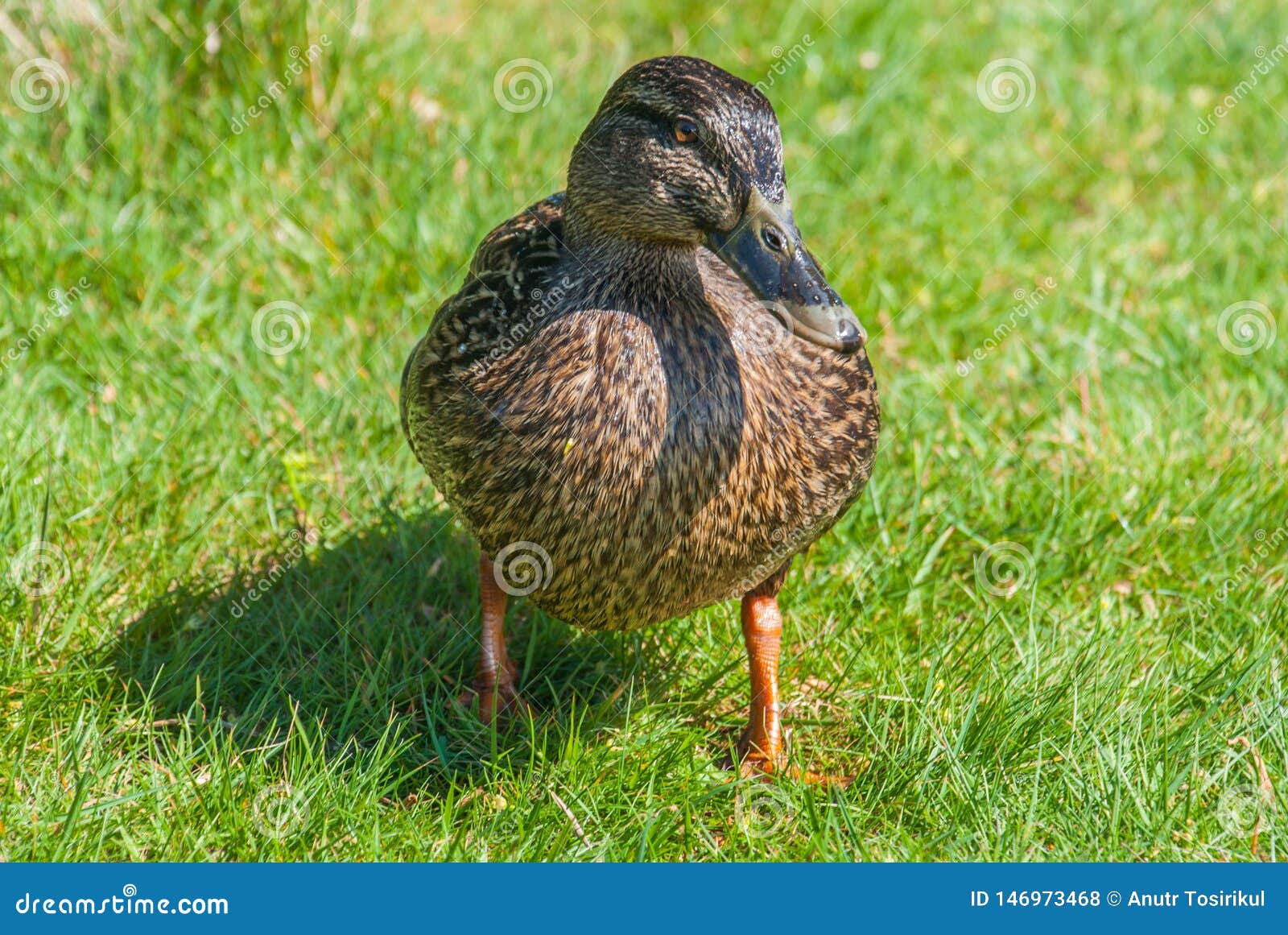 Wild Ducks on the Lawn, Spring Landscape Stock Photo - Image of alone ...
