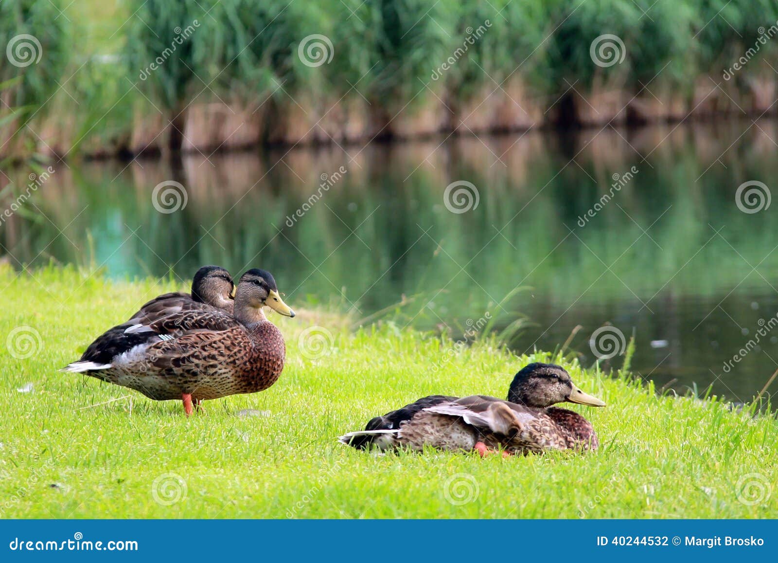 Wild ducks stock photo. Image of woodsmen, mallards, land - 40244532