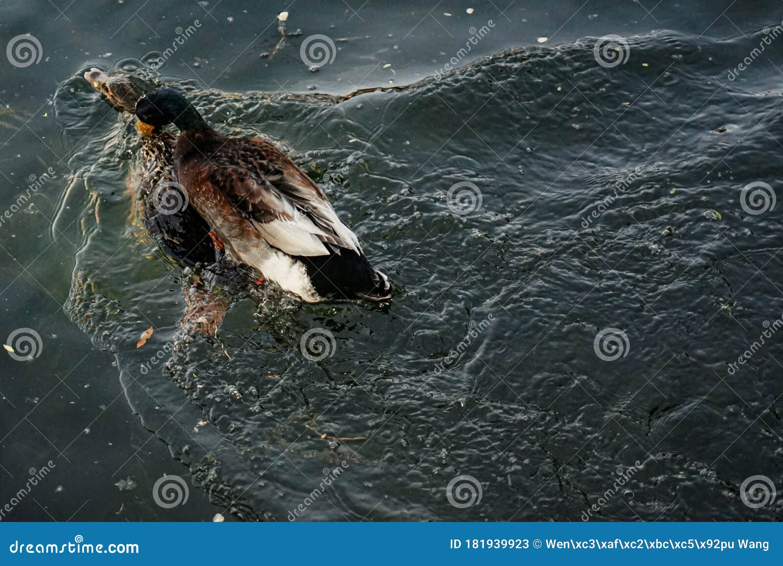 Mating Water Skipper Royalty-Free Stock Photo | CartoonDealer.com ...