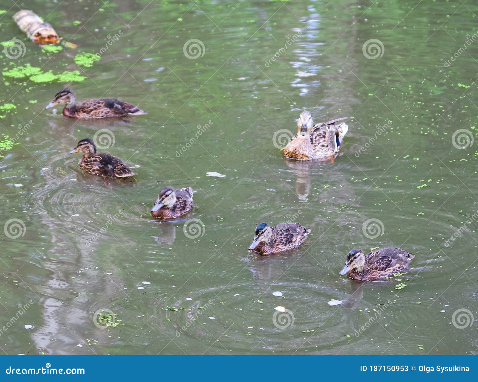 Wild ducks on the pond stock image. Image of landscape - 187150953
