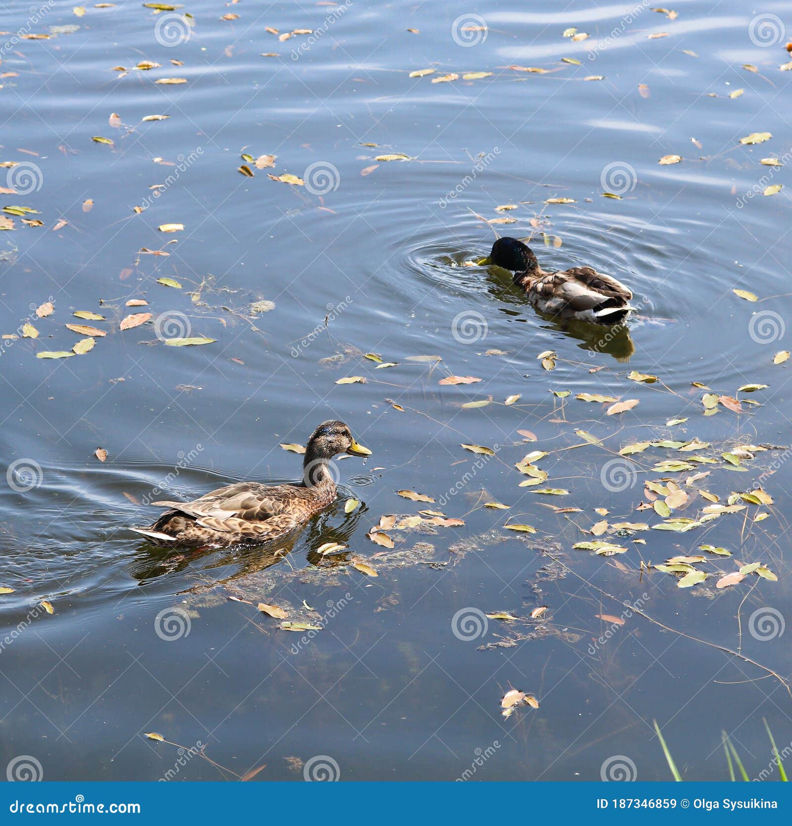 Wild ducks on the pond stock image. Image of ducks, waterfowl - 187346859