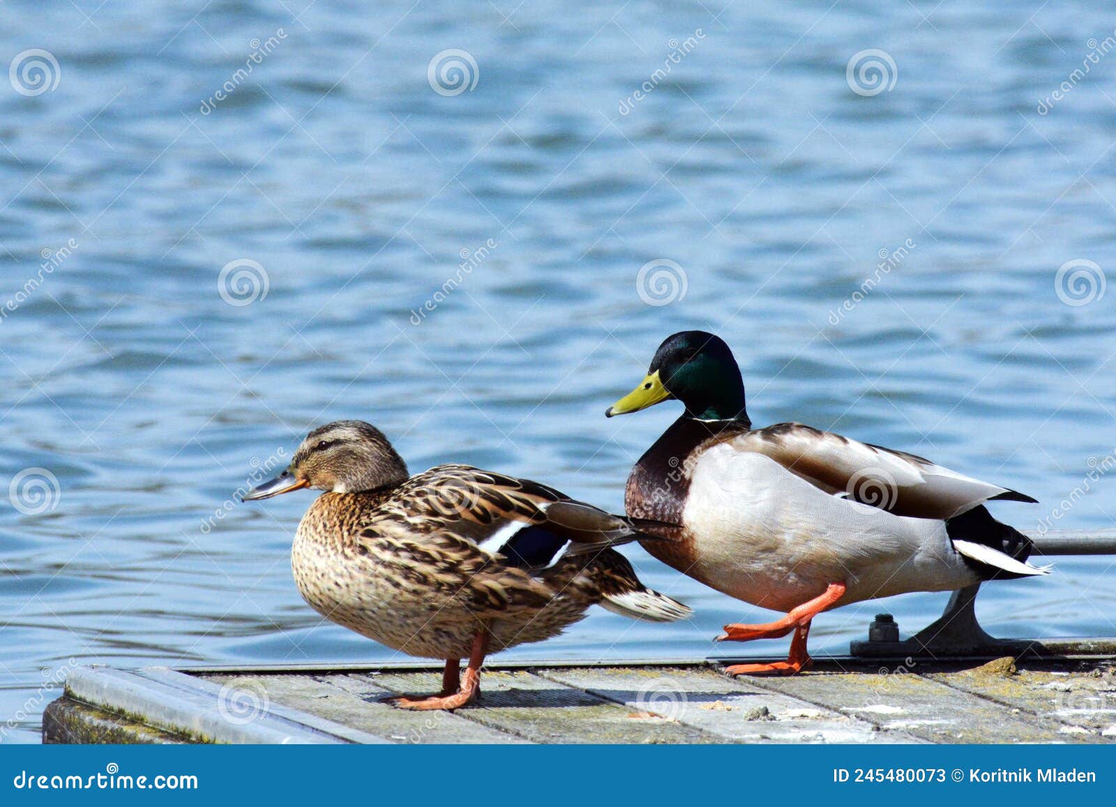The Wild Ducks on the Ptuj Lake Stock Image - Image of male, life ...