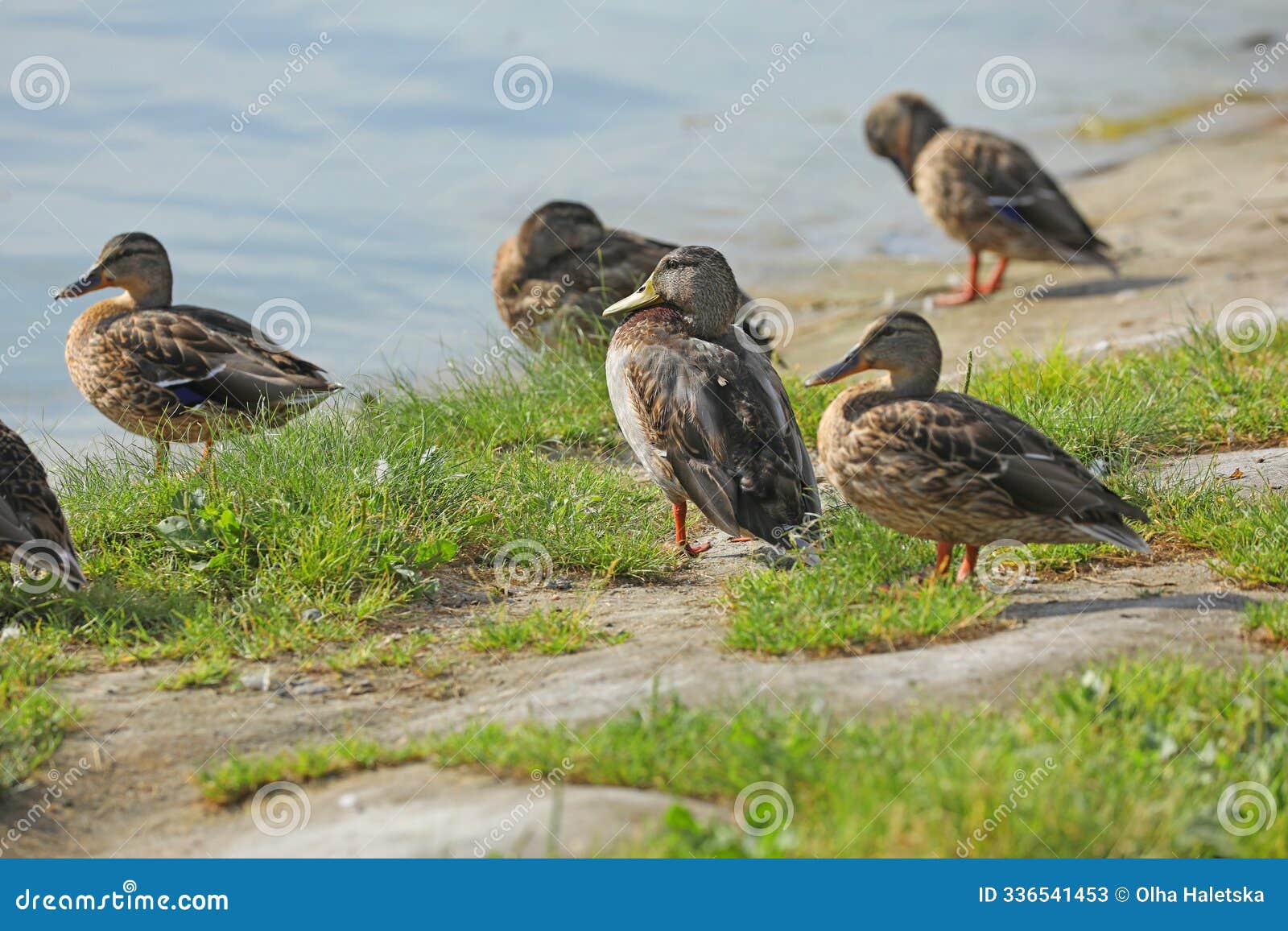 Wild Ducks on the River in Summer Time. Wildlife Stock Image - Image of ...