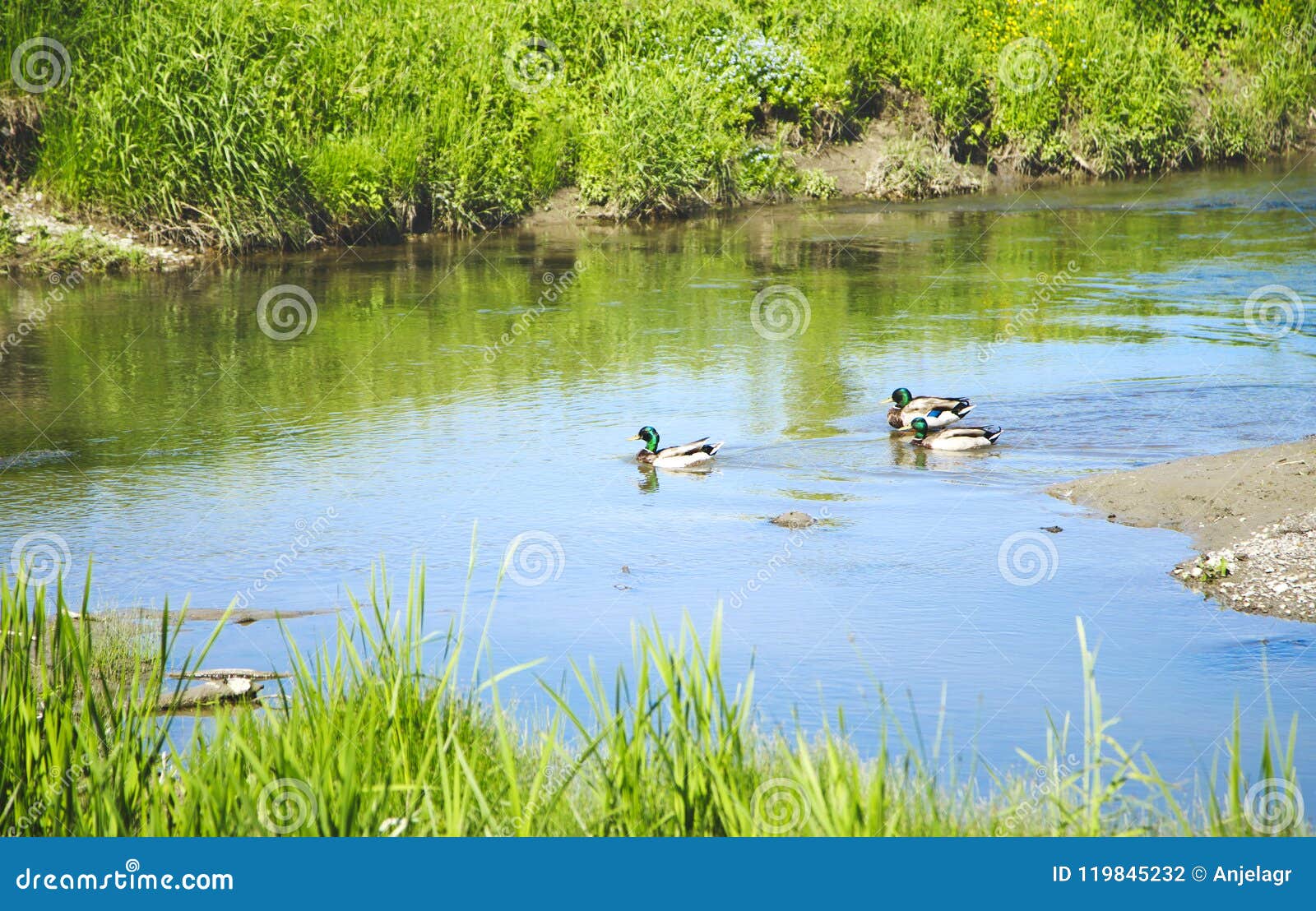 A wild ducks at river stock photo. Image of mallard - 119845232