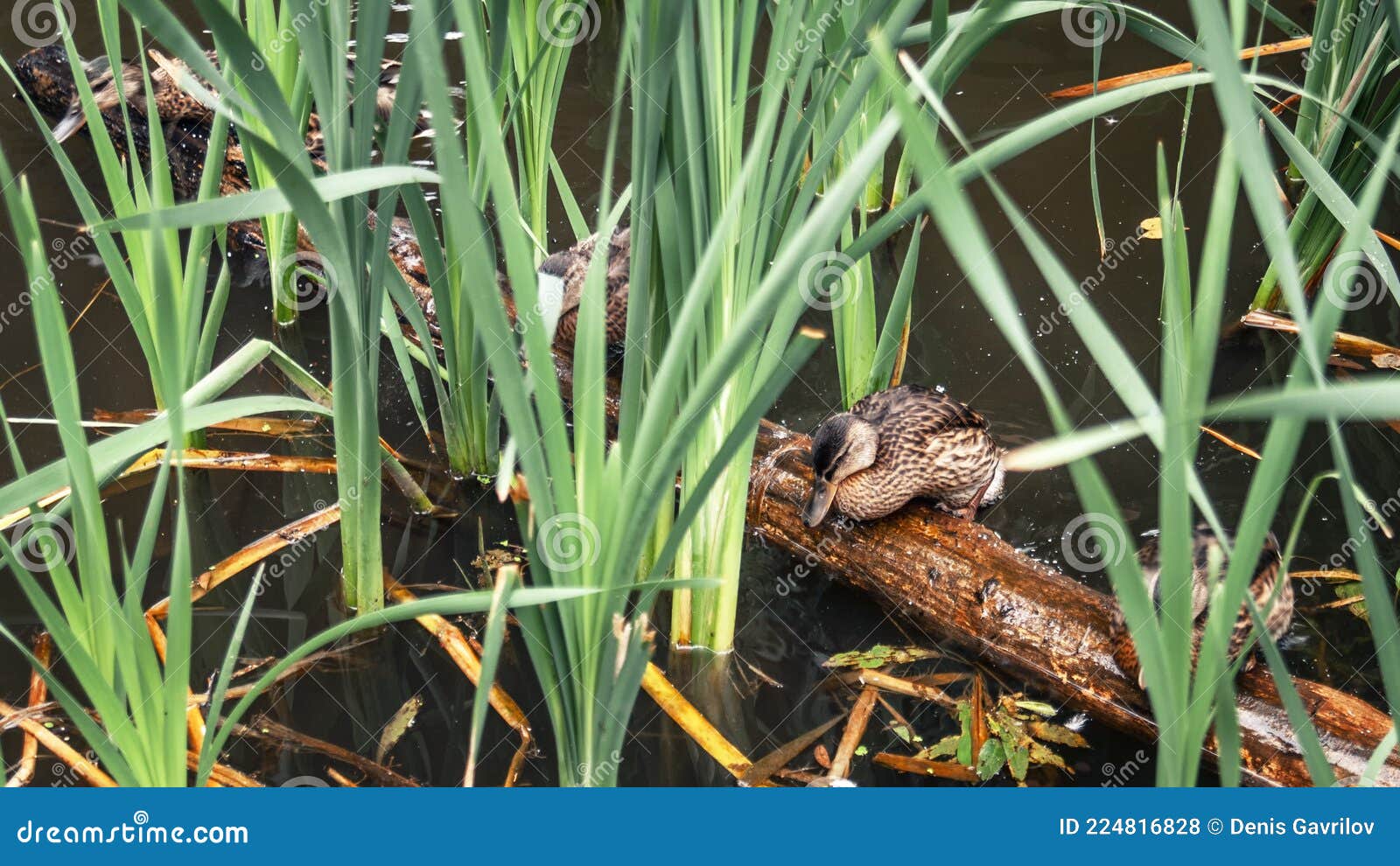 Wild Ducks Roll Around on a Log, Spinning it on the River in a Thicket ...