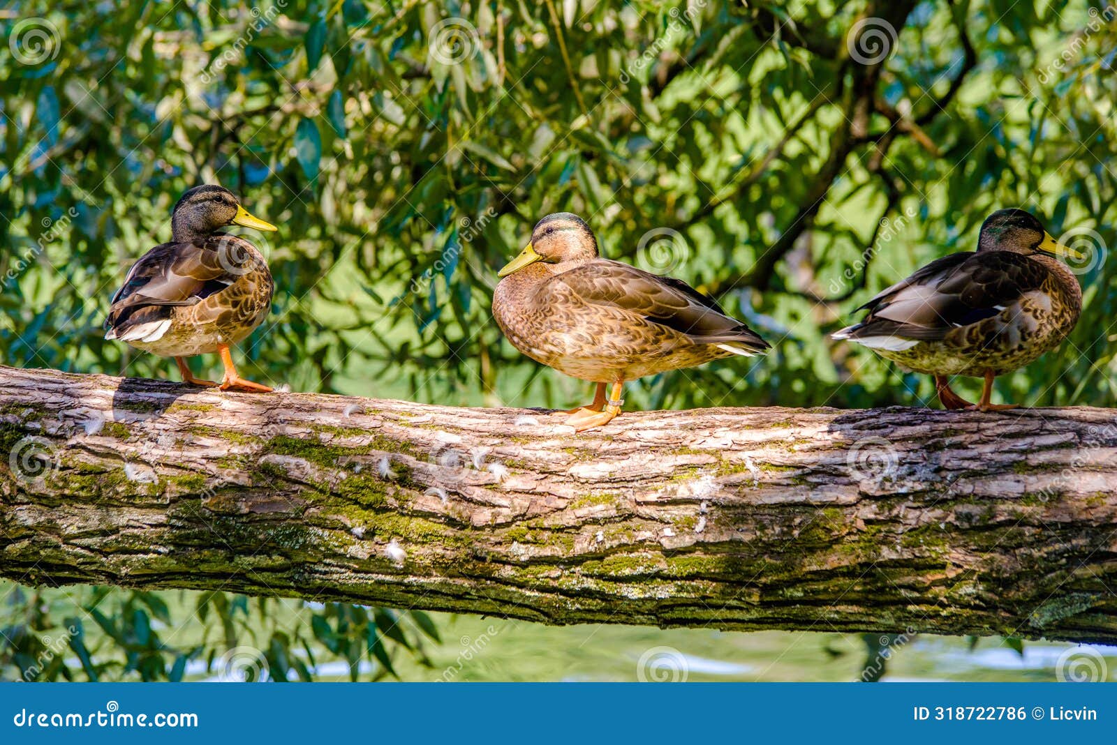 Ducks Sit on a Tree Near the Water Stock Photo - Image of wild, family ...