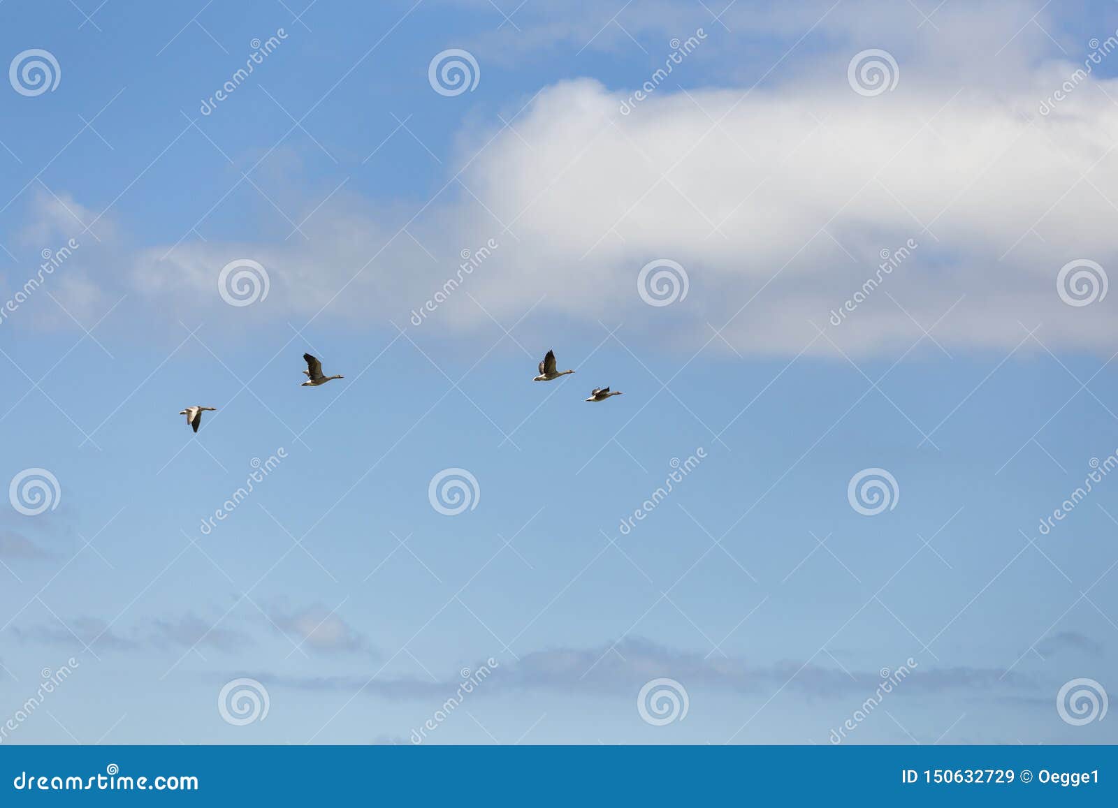 Wild ducks in the sky stock image. Image of anatidae - 150632729