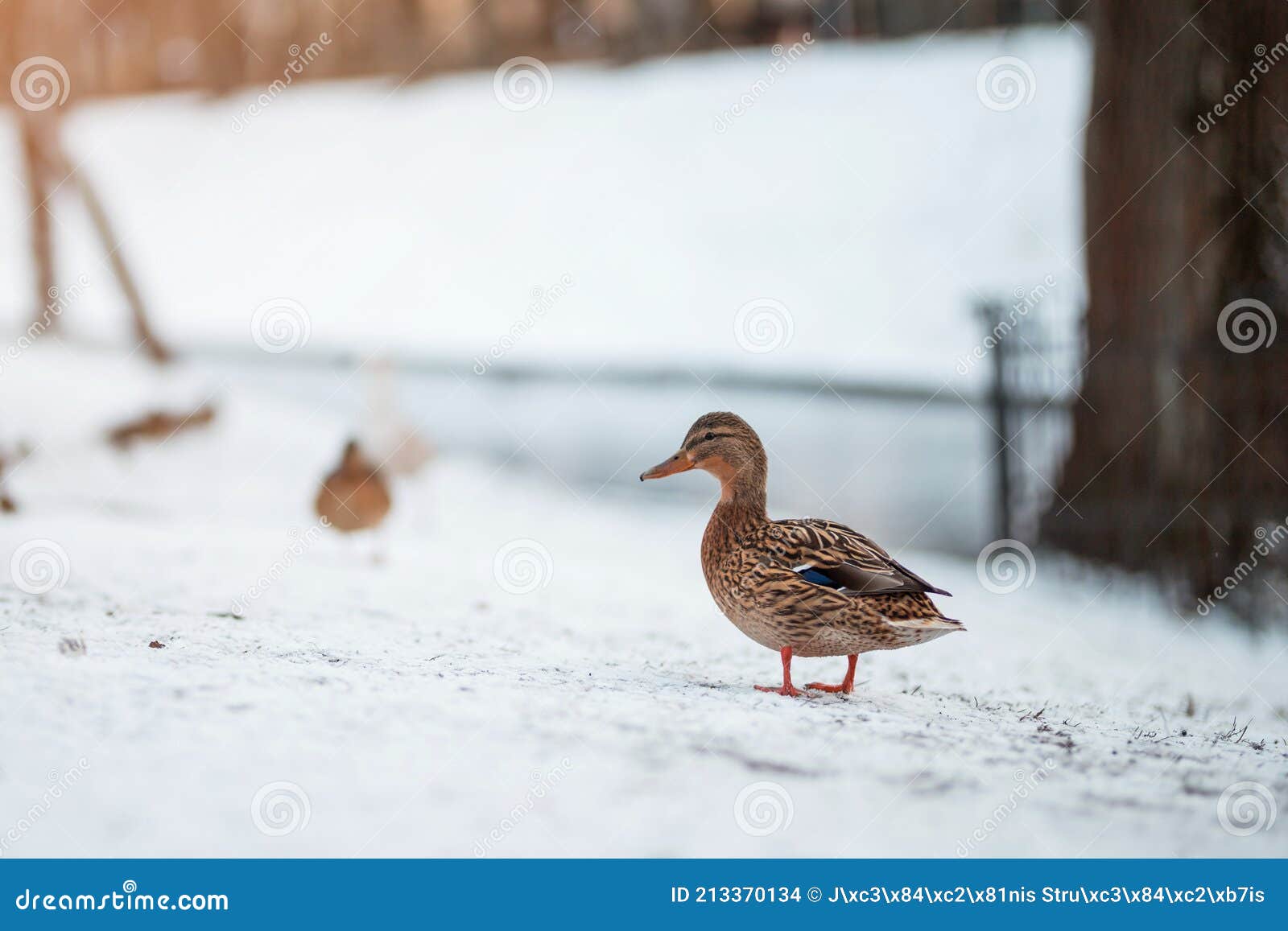 Wild Ducks on Snow in Wintertime, Anas Platyrhynchos Stock Photo ...