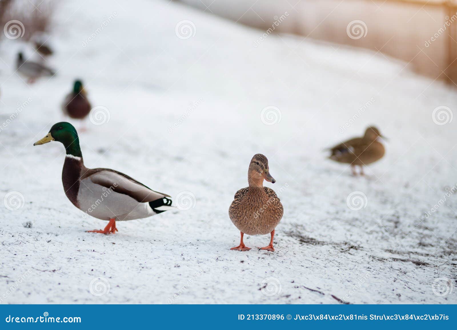 Wild Ducks on Snow in Wintertime, Anas Platyrhynchos Stock Photo ...