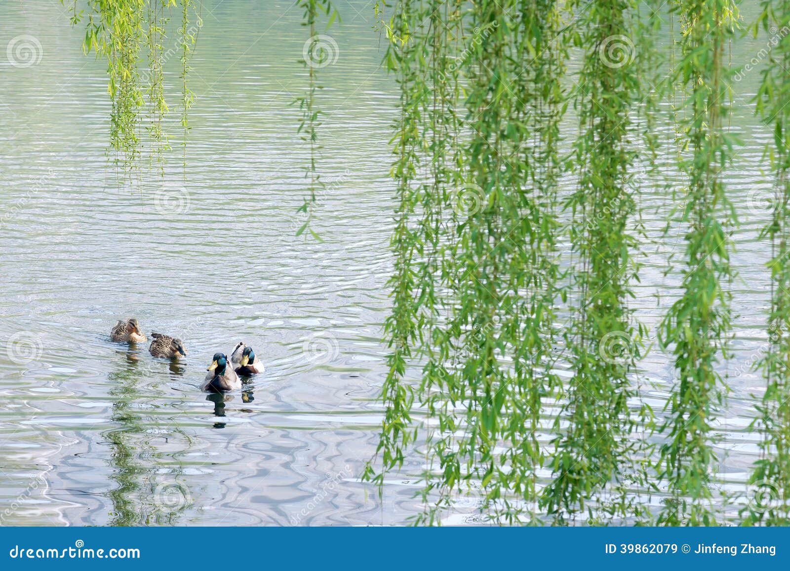 Wild ducks in spring stock image. Image of animals, fowl - 39862079