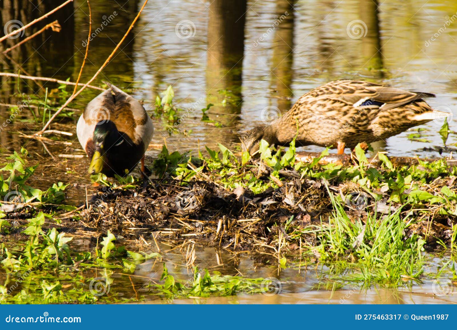 Wild Ducks in Spring in the Park on the Lake. Two Wild Ducks, a Drake ...