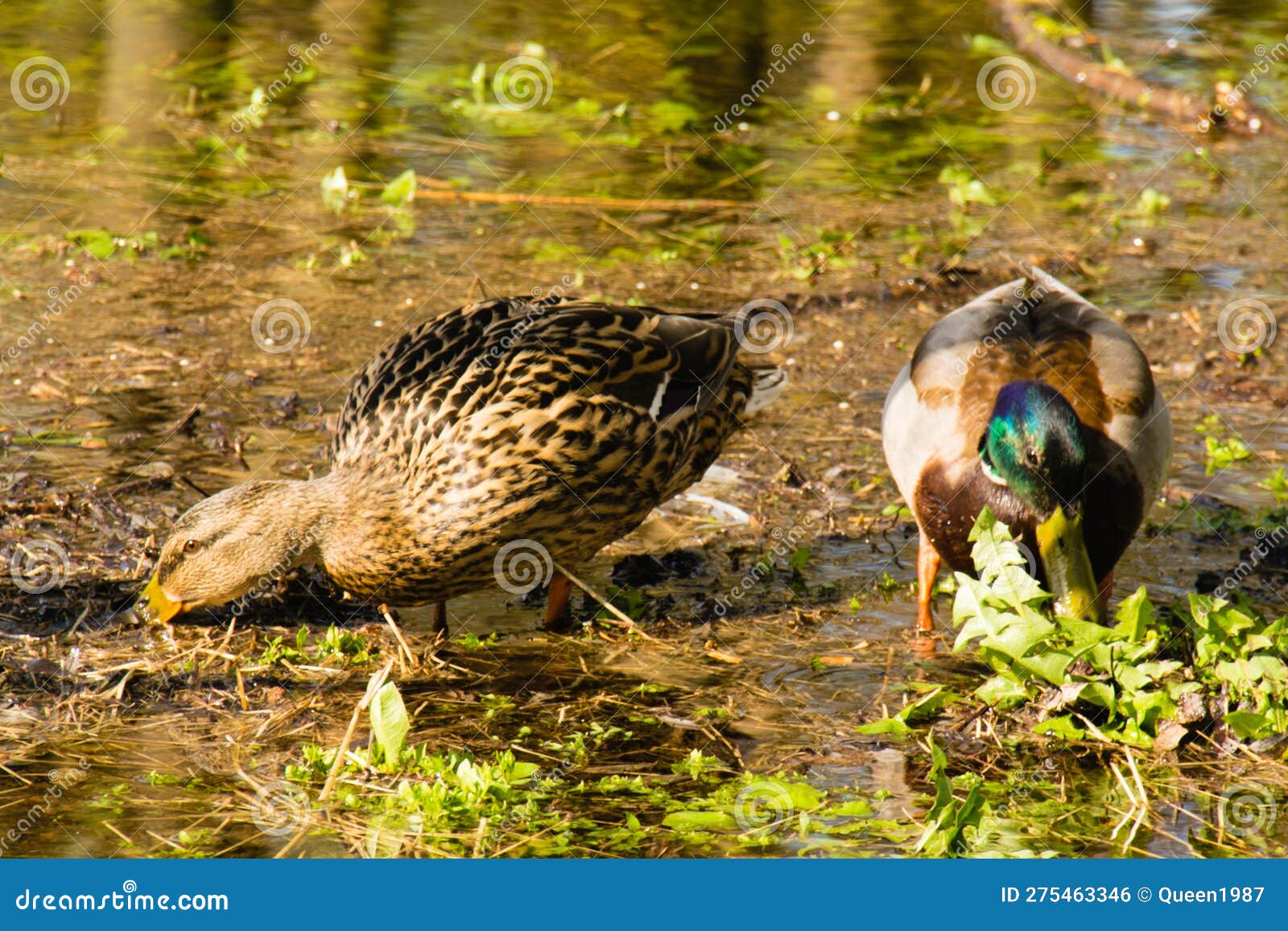 Wild Ducks in Spring in the Park on the Lake. Two Wild Ducks, a Drake ...