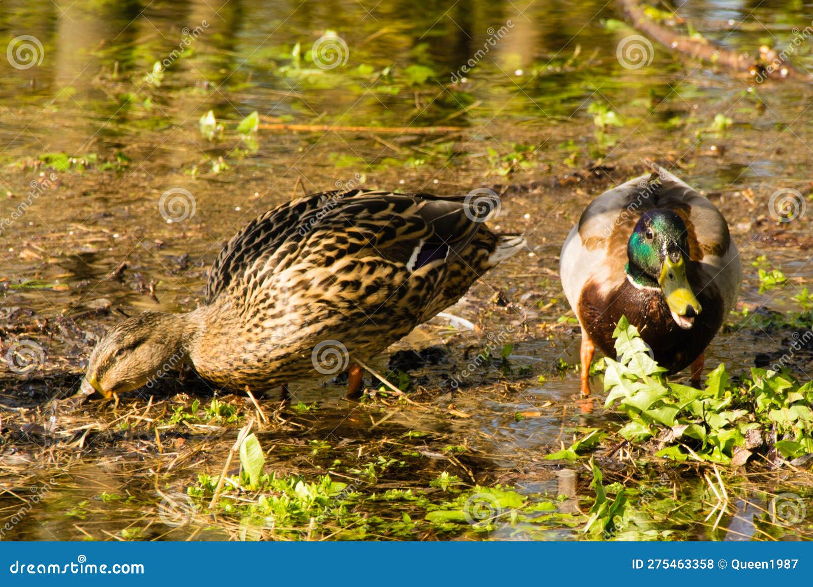 Wild Ducks in Spring in the Park on the Lake. Two Wild Ducks, a Drake ...