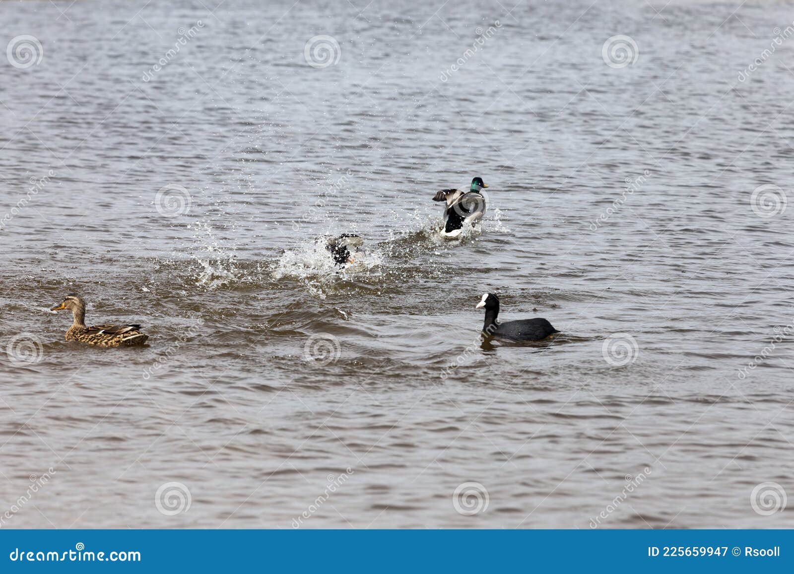Wild Ducks in Spring or Summer Stock Image - Image of young, yellow ...