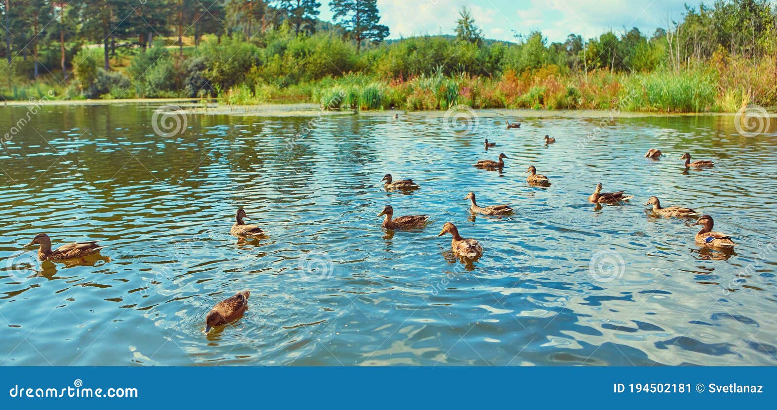 Wild Ducks Swim in a Swampy Pond Stock Image - Image of spring ...