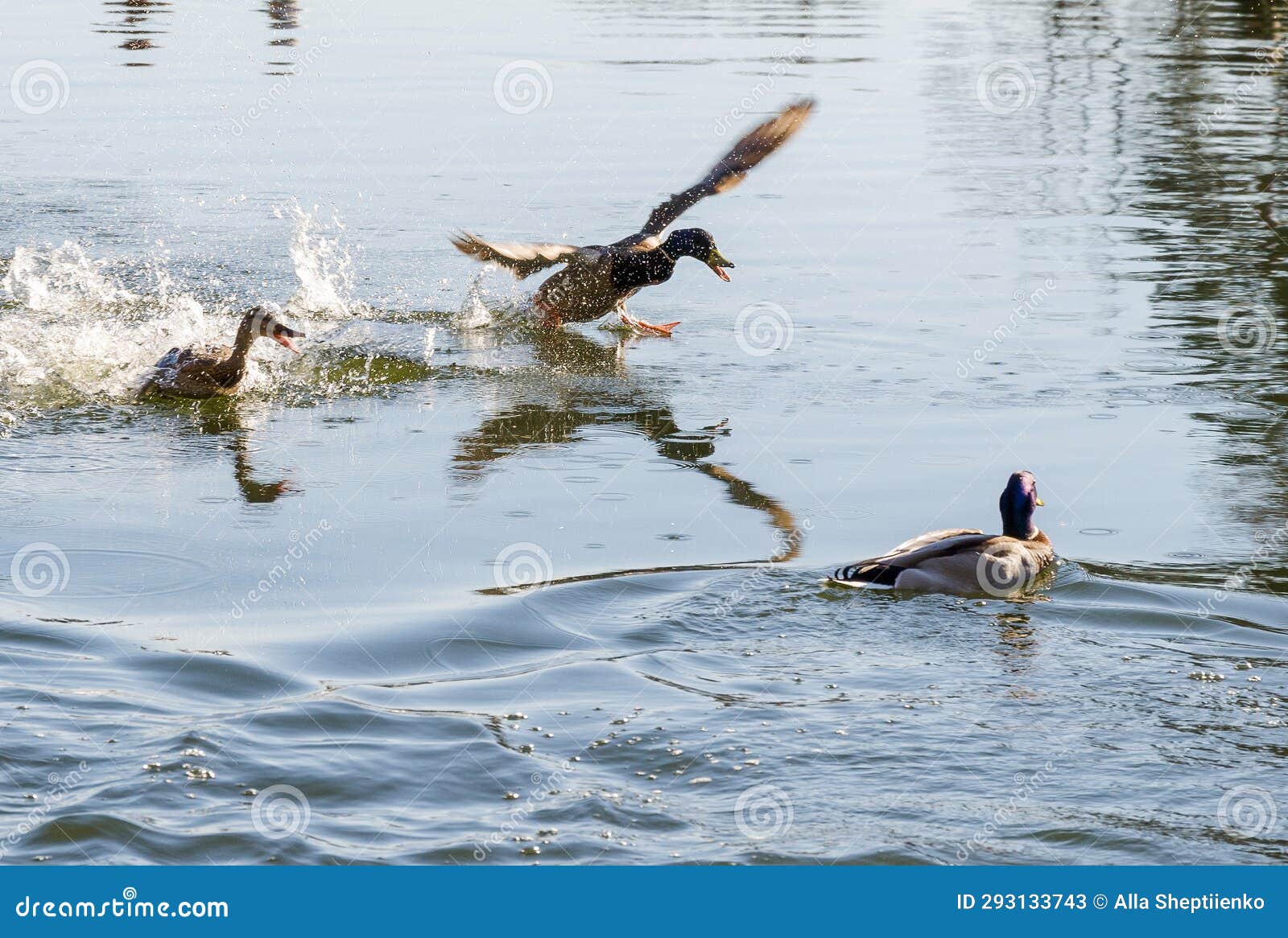 Wild Ducks Taking Off with Splashes Stock Image - Image of aquatic ...