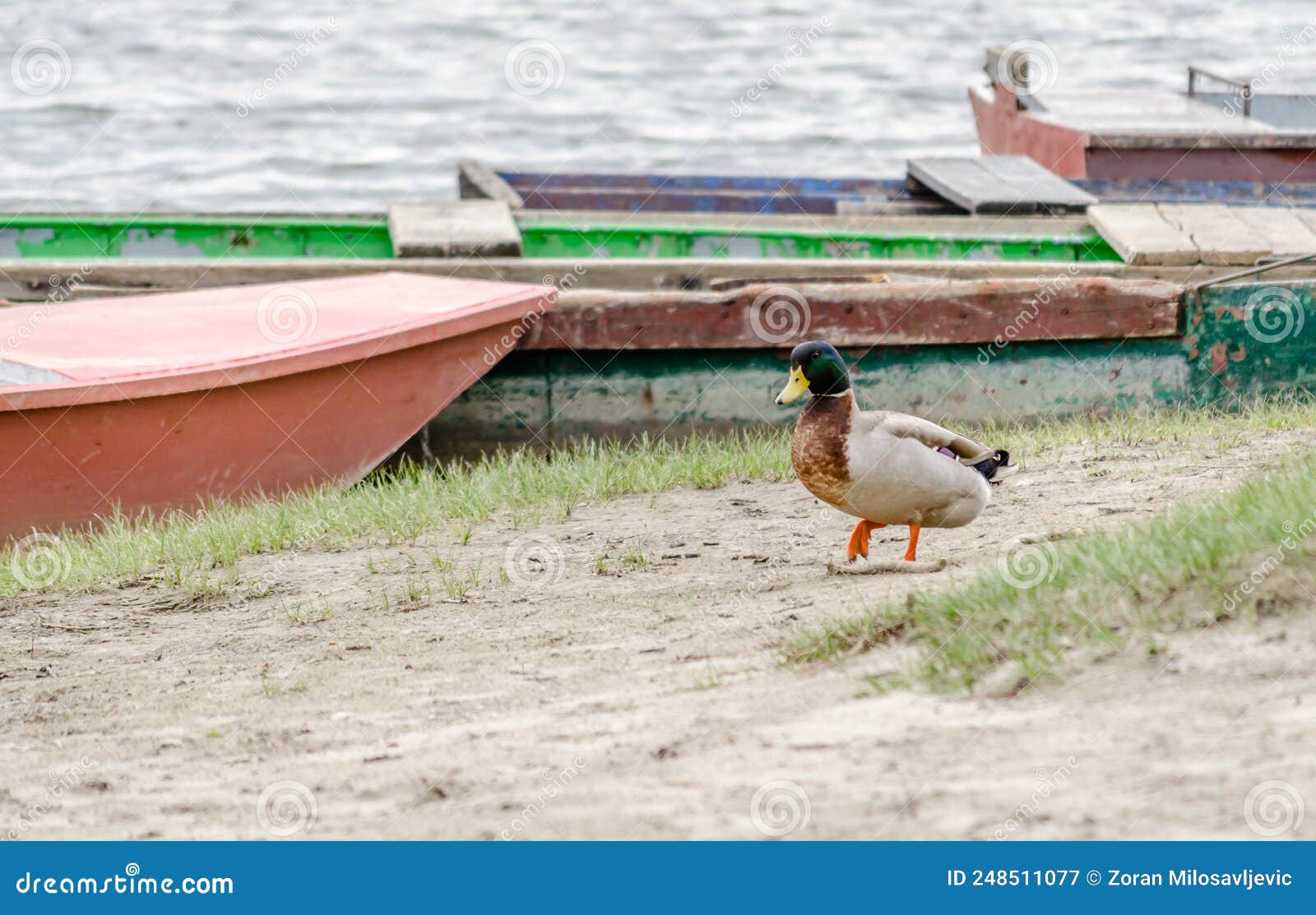 Wild Ducks in Their Natural Environment Stock Image - Image of beauty ...