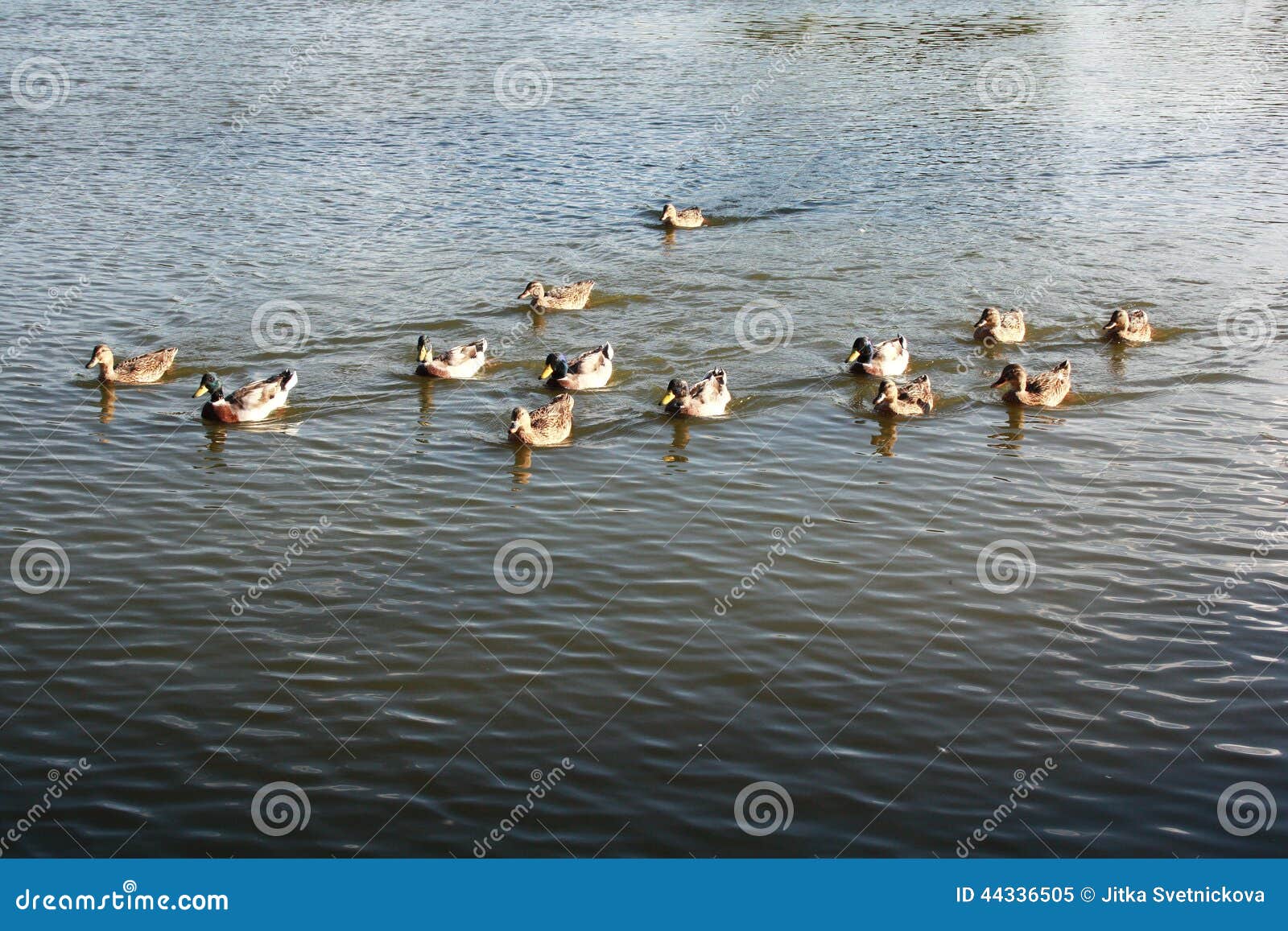 Wild Ducks on the Water Tank Stock Image - Image of nature, natural ...