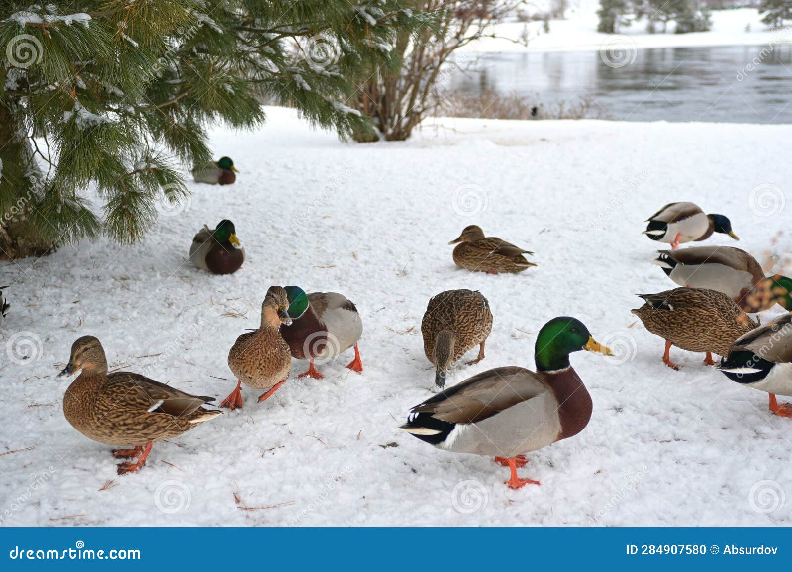 Wild Ducks in the Winter on the Snow Stock Photo - Image of cold, park ...