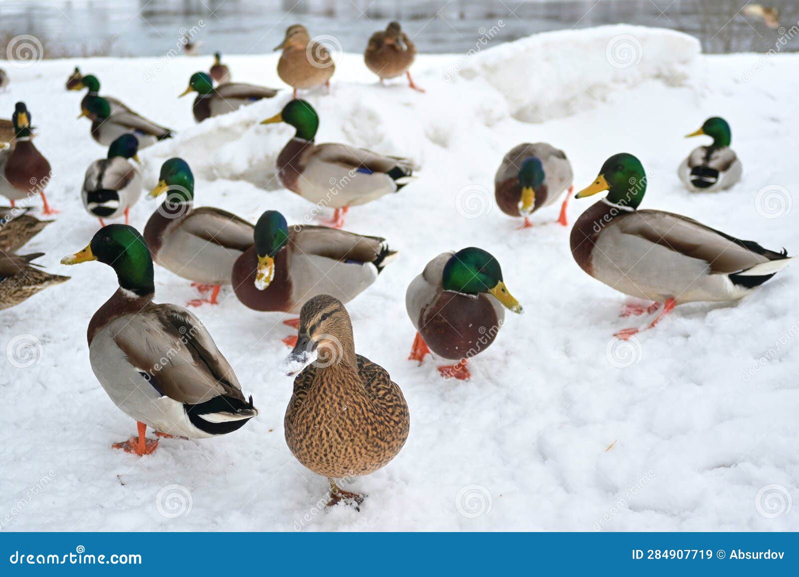 Wild Ducks in the Winter on the Snow Stock Image - Image of bird, snow ...