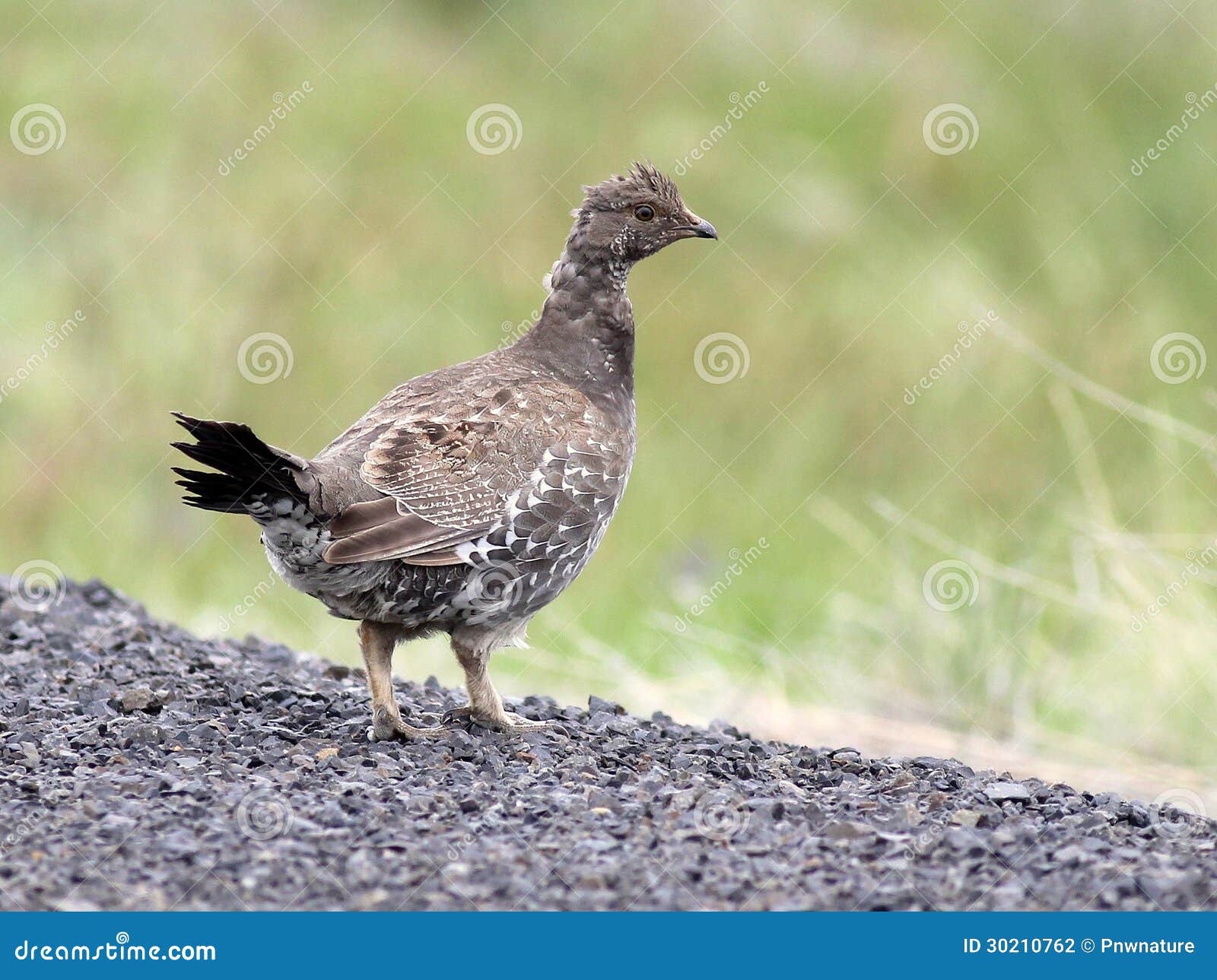 Dusky Grouse by the Road stock photo. Image of dusky - 30210762