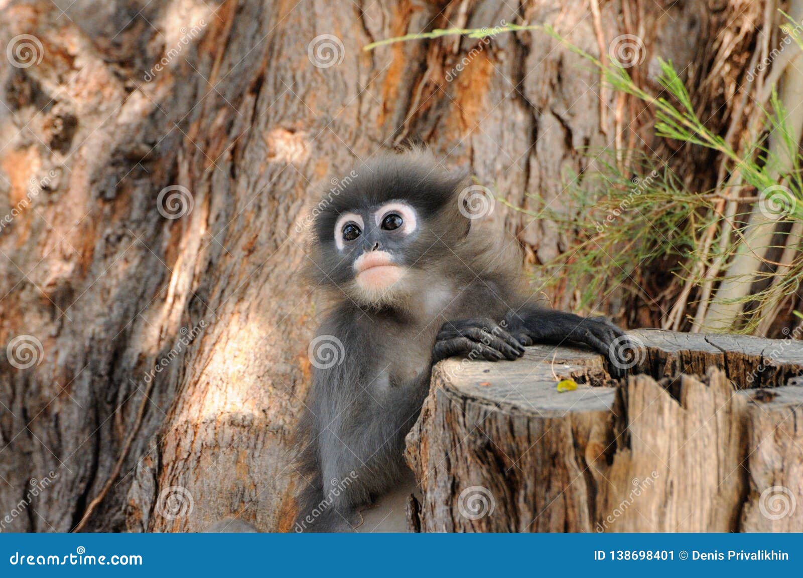 Wild Dusky Langur, Dusky Leaf Monkey, Spectacled Langur, Spectacled ...