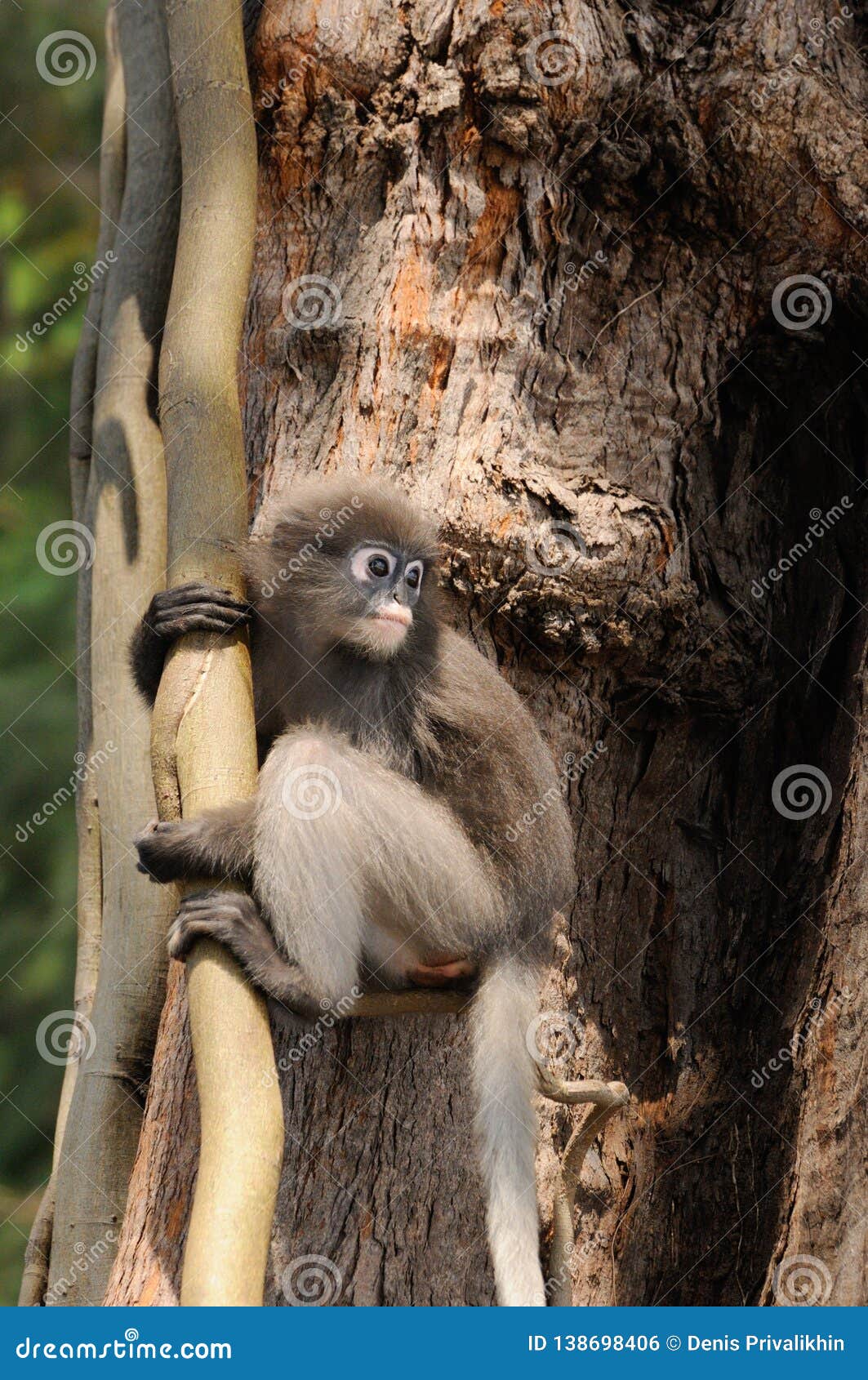 Wild Dusky Langur, Dusky Leaf Monkey, Spectacled Langur, Spectacled ...