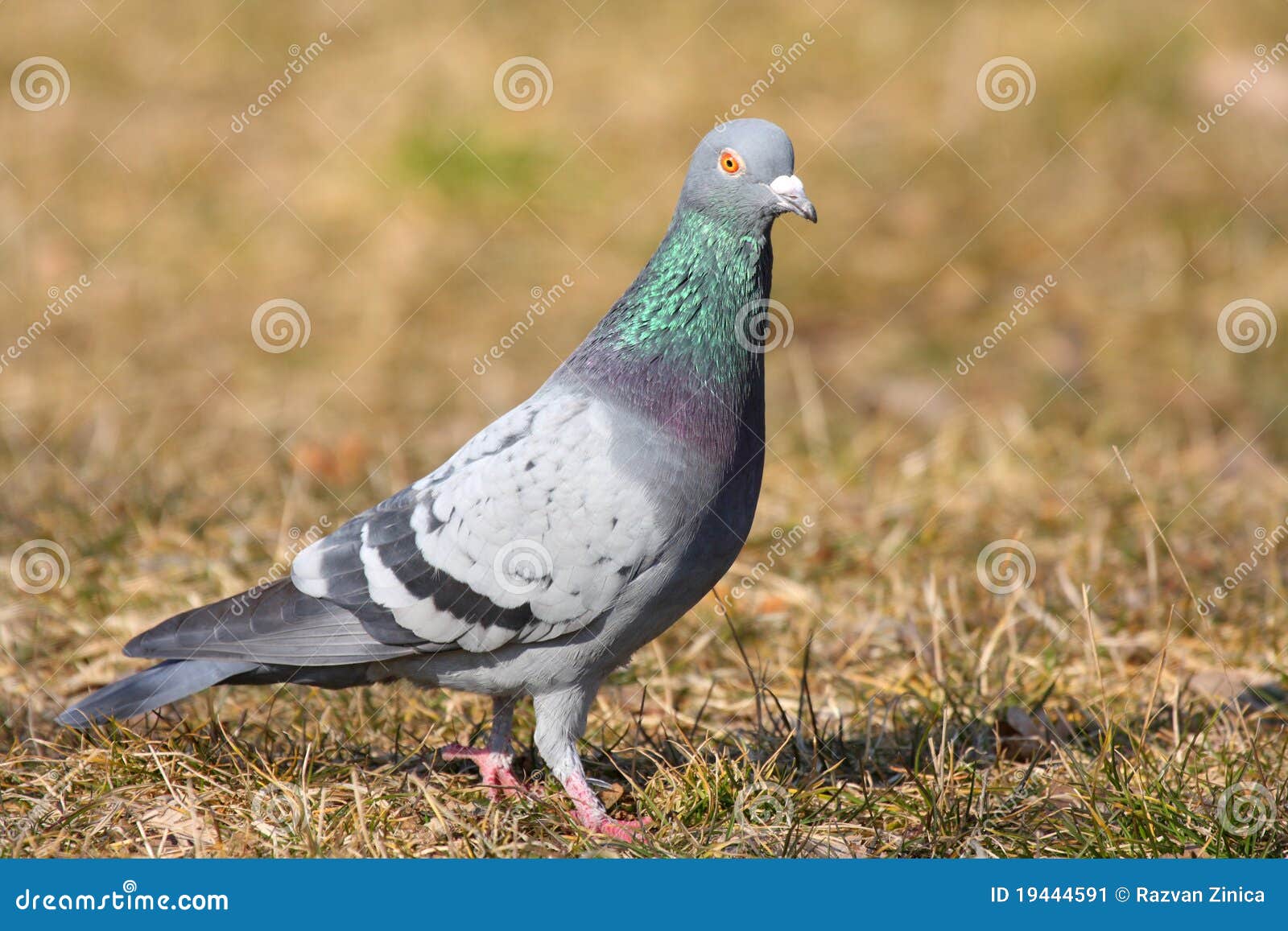 Wild duva fotografering för bildbyråer. Bild av aviär - 19444591