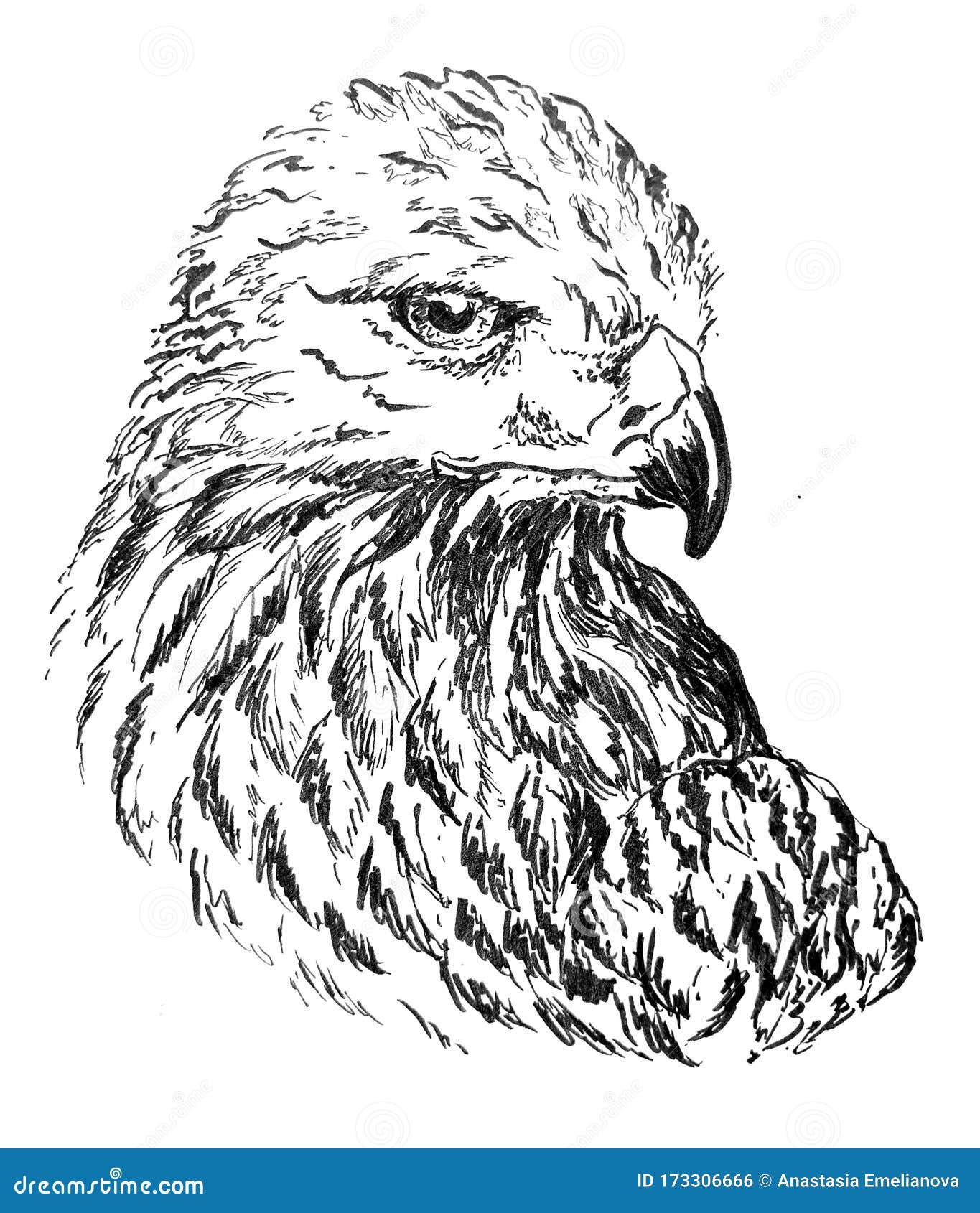 The wild eagle ink drawing stock illustration. Illustration of hunter ...
