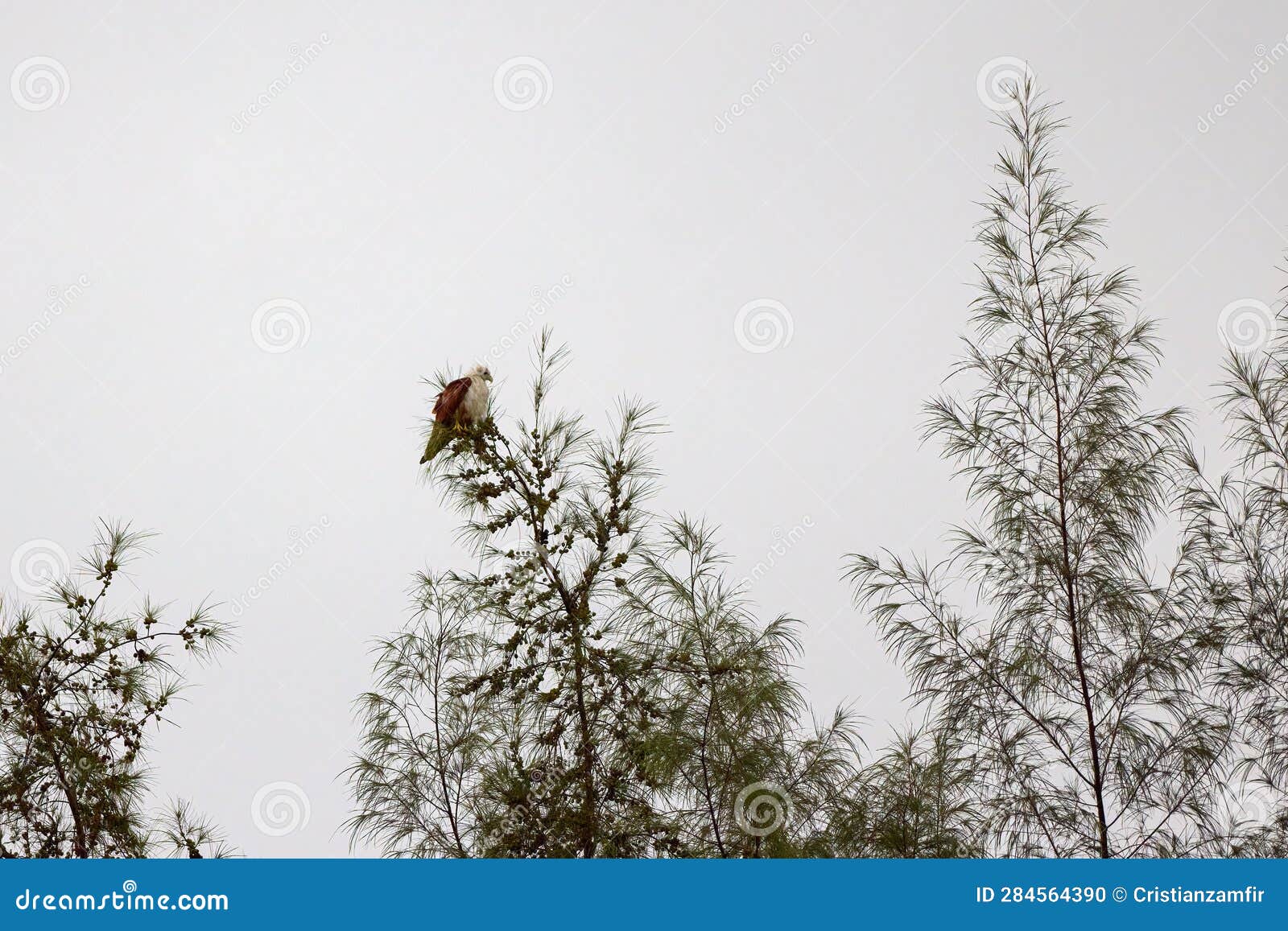 Wild Eagle Stand on a Tree Branch Stock Photo - Image of summer, bird ...