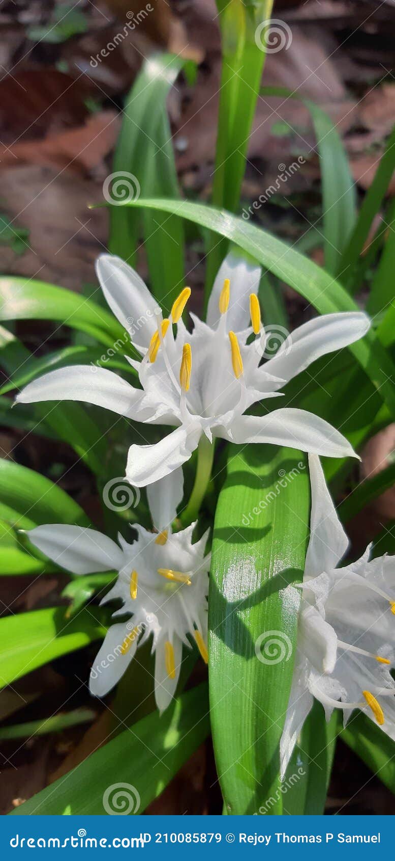 Wild Easter Lily, White Lily Stock Image - Image of produce, white ...