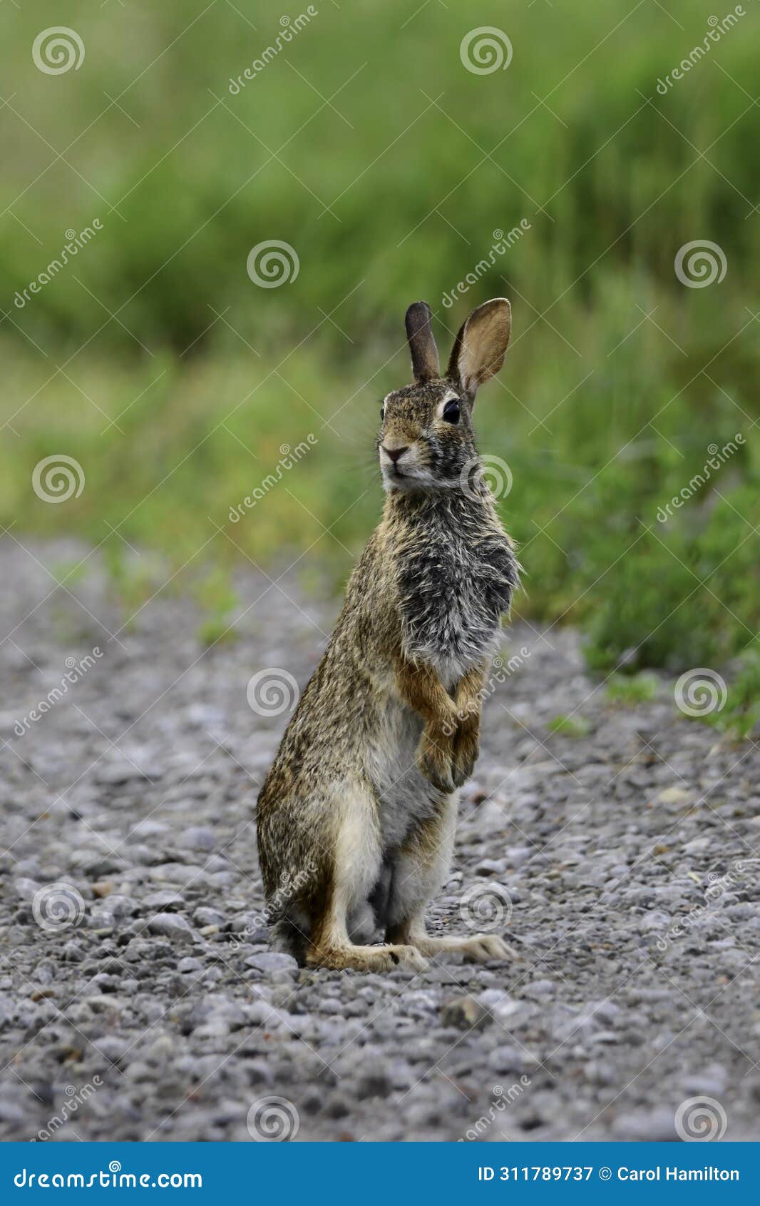 Wild Eastern Cottontail Bunny Rabbit Stock Image - Image of fall ...