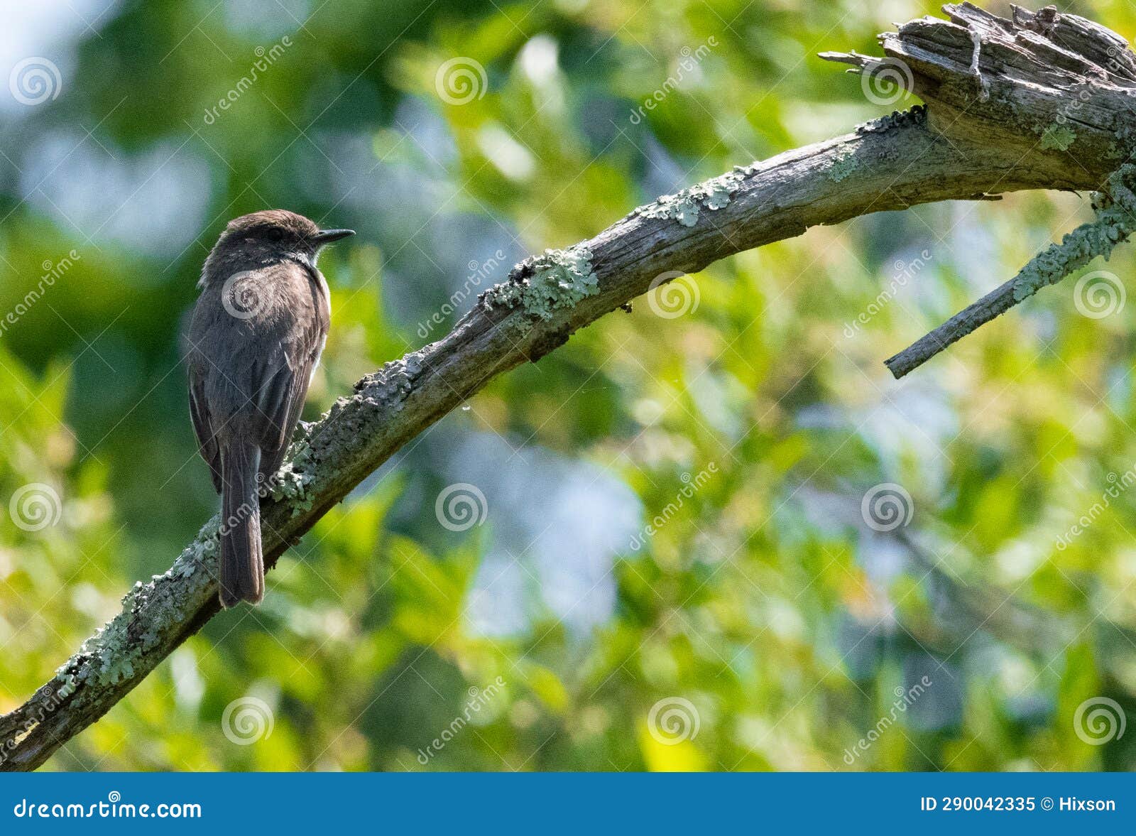 Eastern Phoebe Perched on Branch Stock Image - Image of phoebe, bird ...