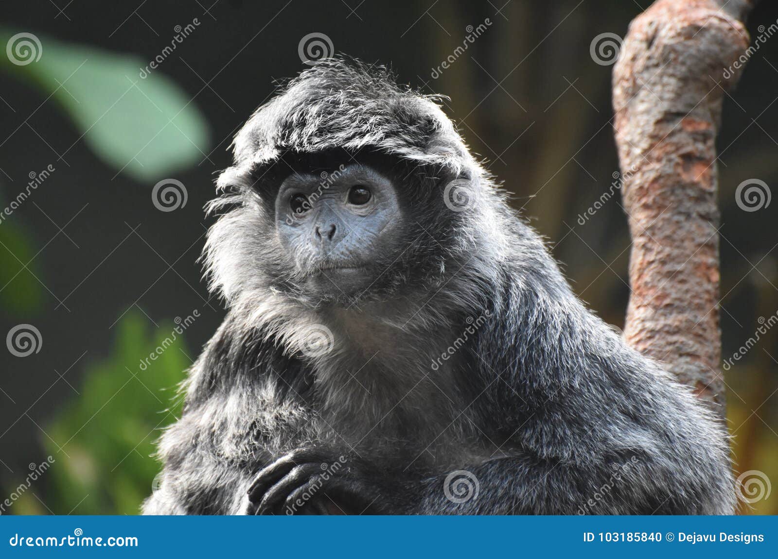 Gorgeous Face of an Ebony Langur Monkey in the Wild Stock Photo - Image ...
