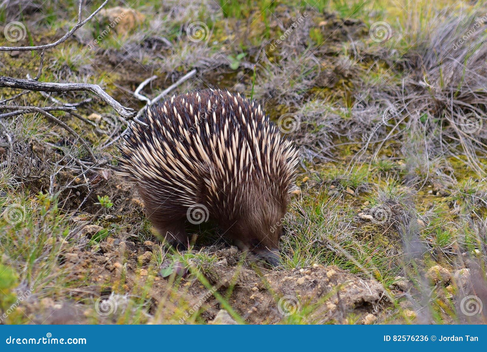 Wild Echidna Spiny Anteater in Victoria Stock Photo - Image of ...