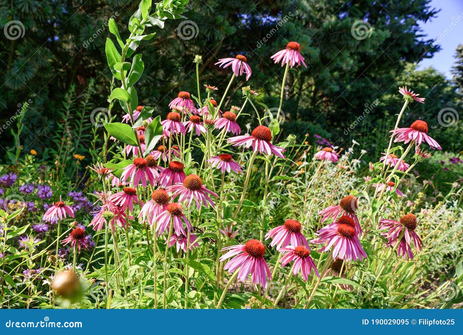 Wild echinacea stock image. Image of flower, season - 190029095