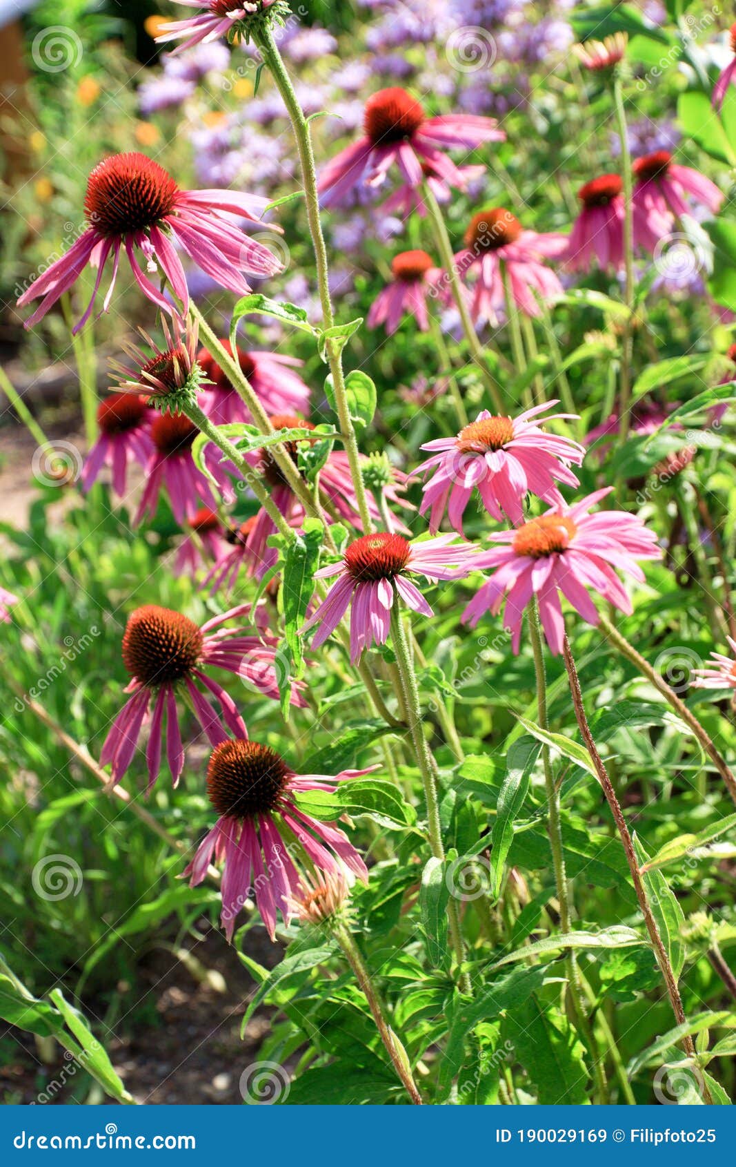 Wild echinacea stock image. Image of background, beauty - 190029169