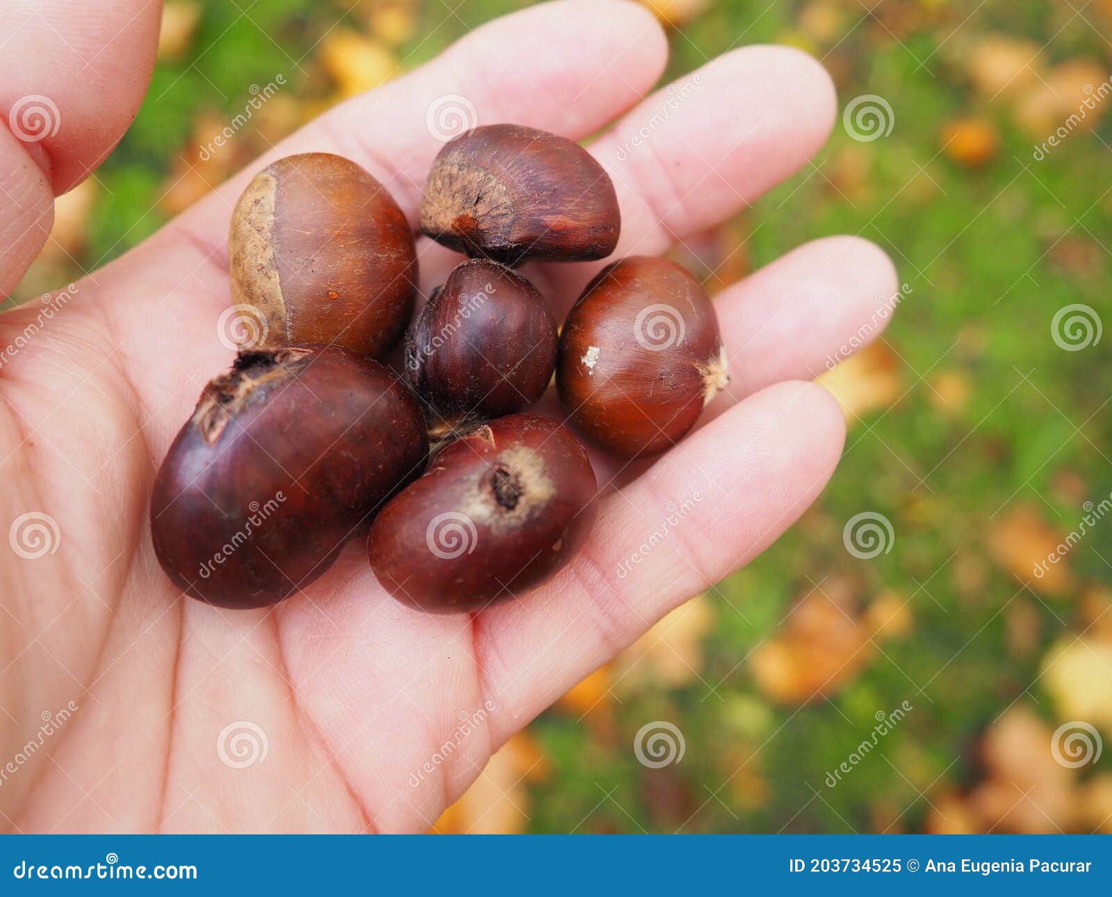Wild Edible Forest Chestnuts Stock Image - Image of berry, food: 203734525