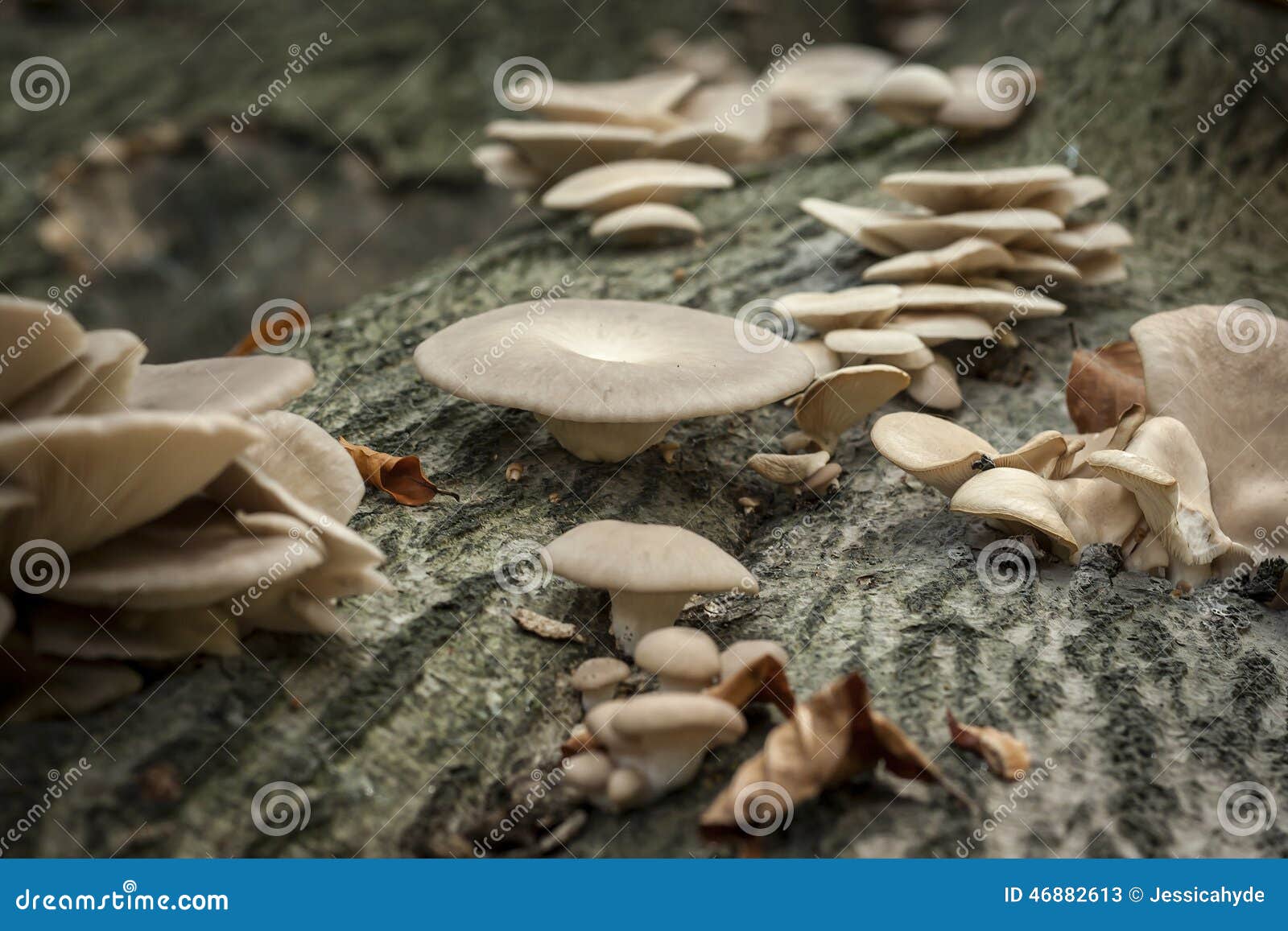Edible Oyster Mushroom On Dead Tree Stem Royalty-Free Stock Image ...