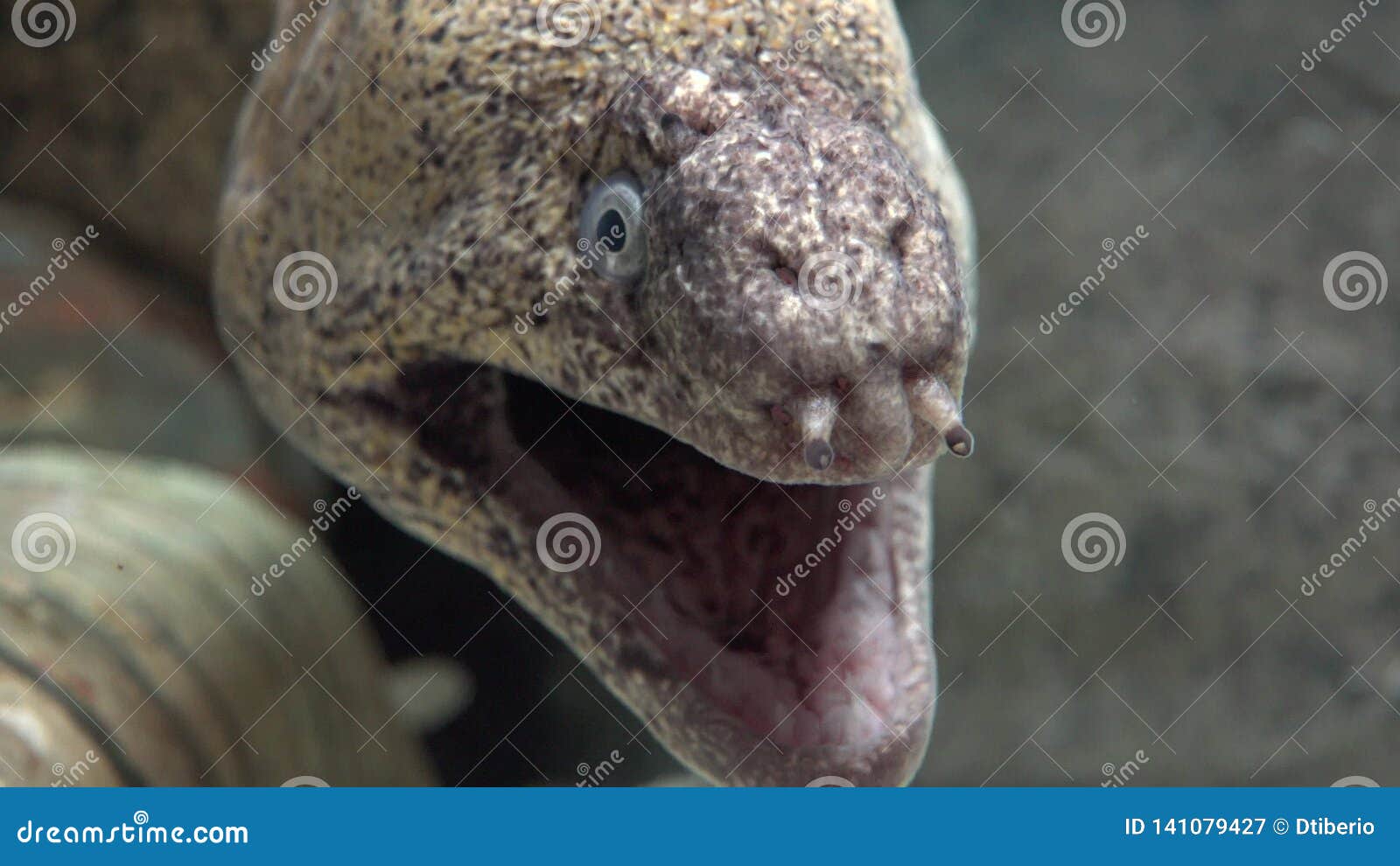 Wild Eel Marine Life stock video. Video of wildlife - 141079427