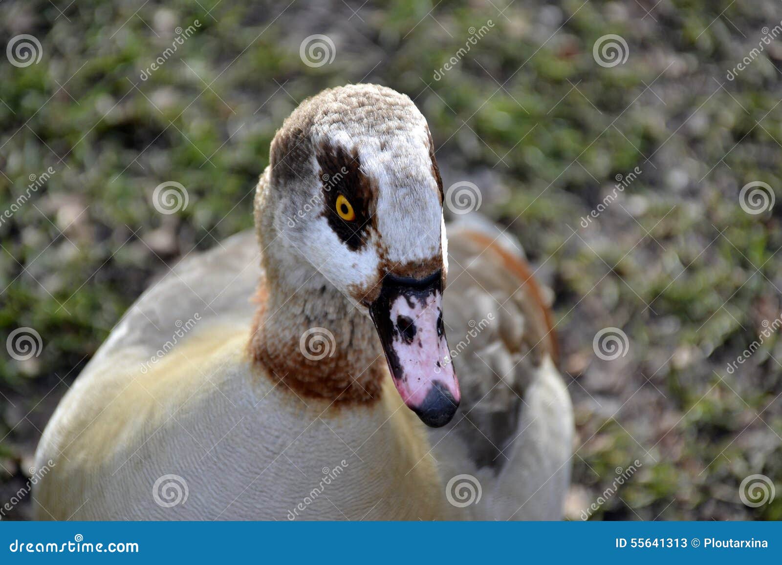 Egyptian Duck In The Grass Stock Photography | CartoonDealer.com #135786926