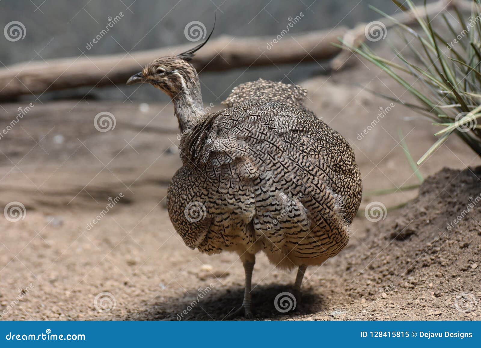 Wild Elegant Crested Tinamou with a Fallen Log Stock Image - Image of ...