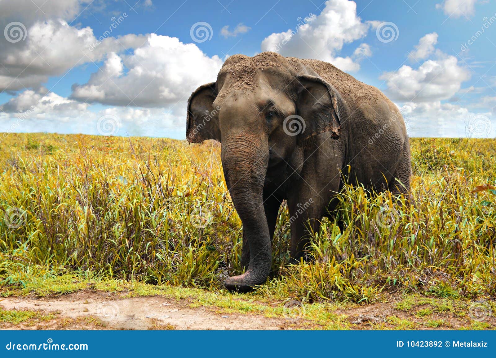 Wild elephant stock photo. Image of mammal, scenery, diversity - 10423892